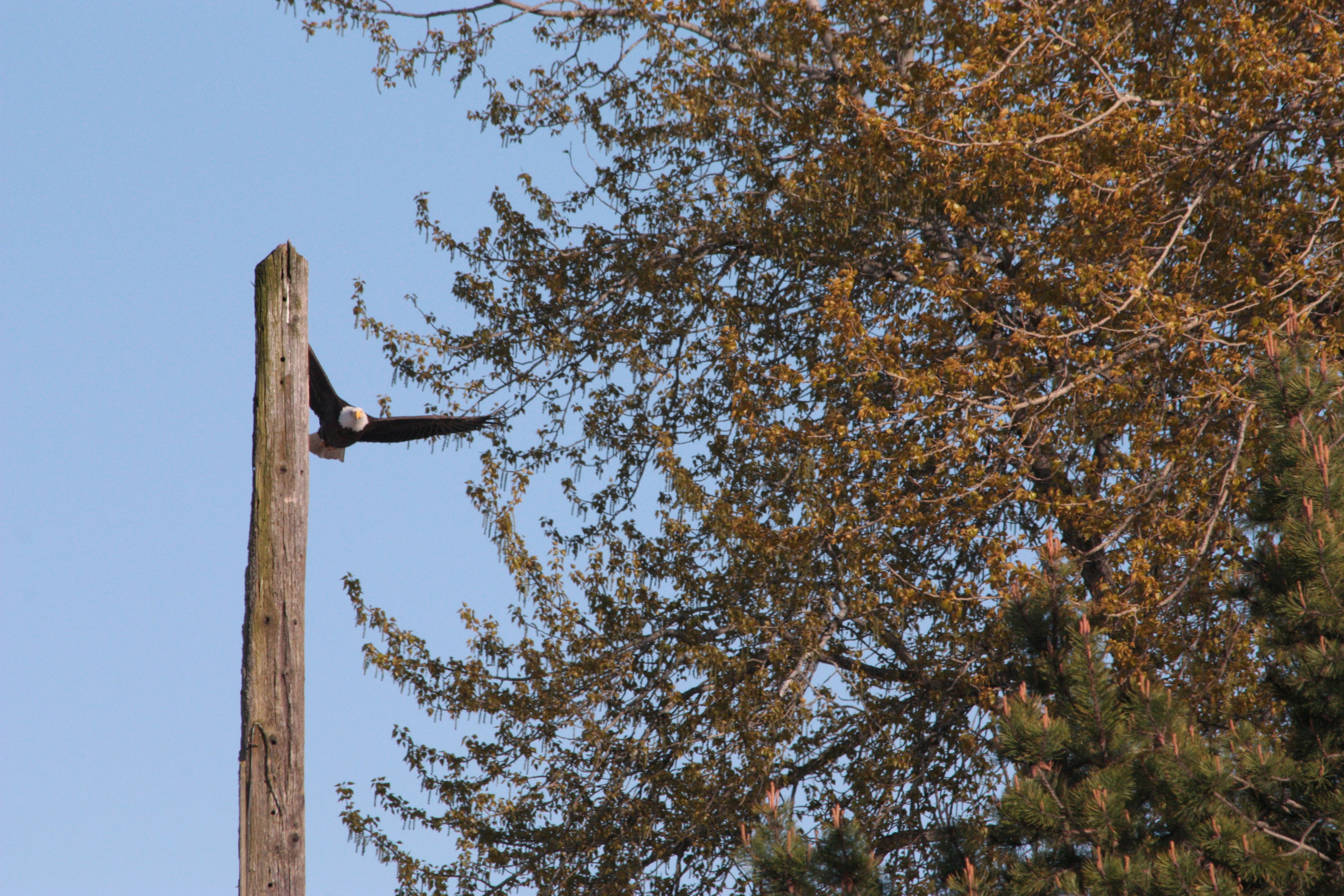 Pole and Branches: A Quiet Sketch of Sky and Timber
