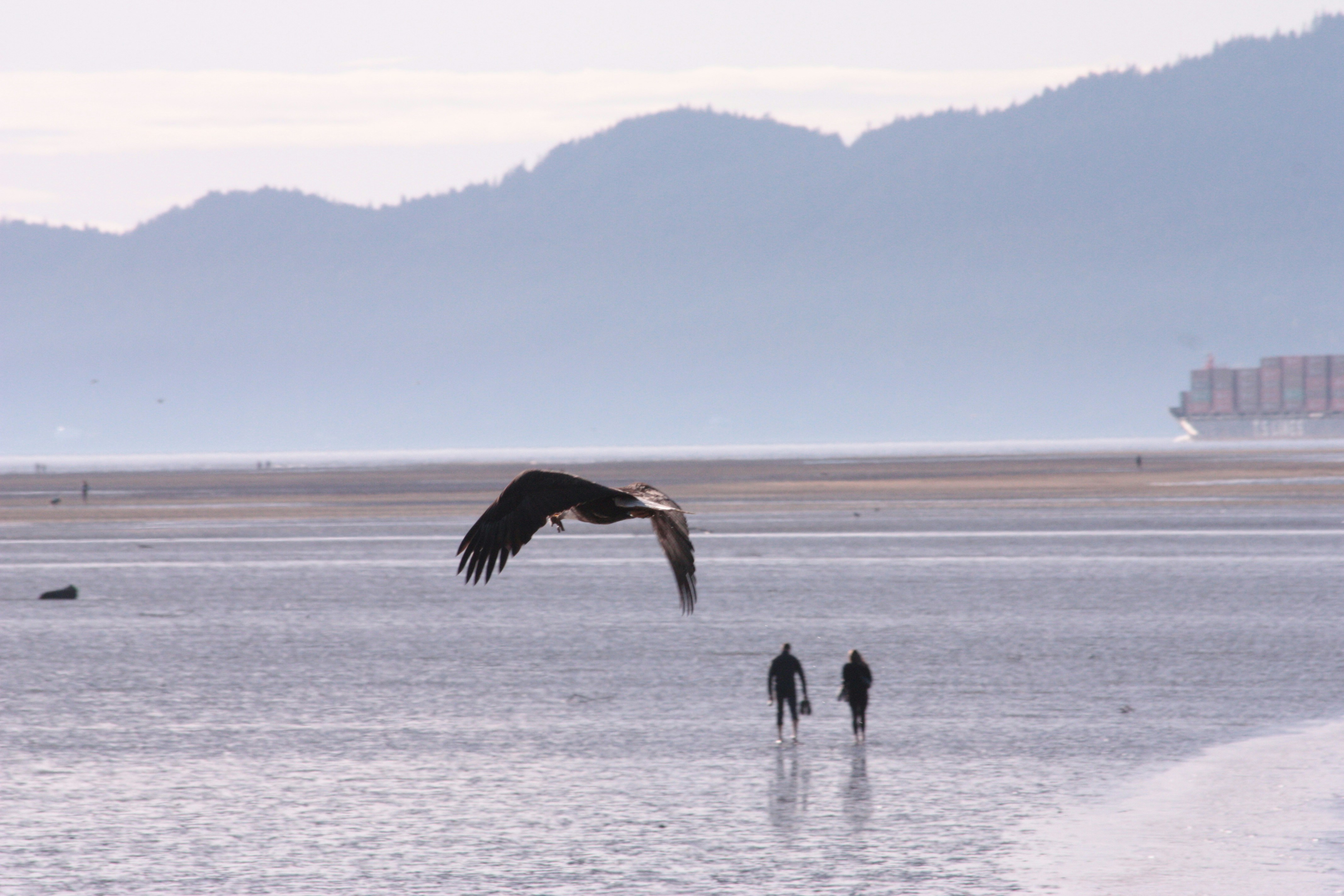 Winged Hopper Over Tidal Breath: Heron-like Flight at Dusk