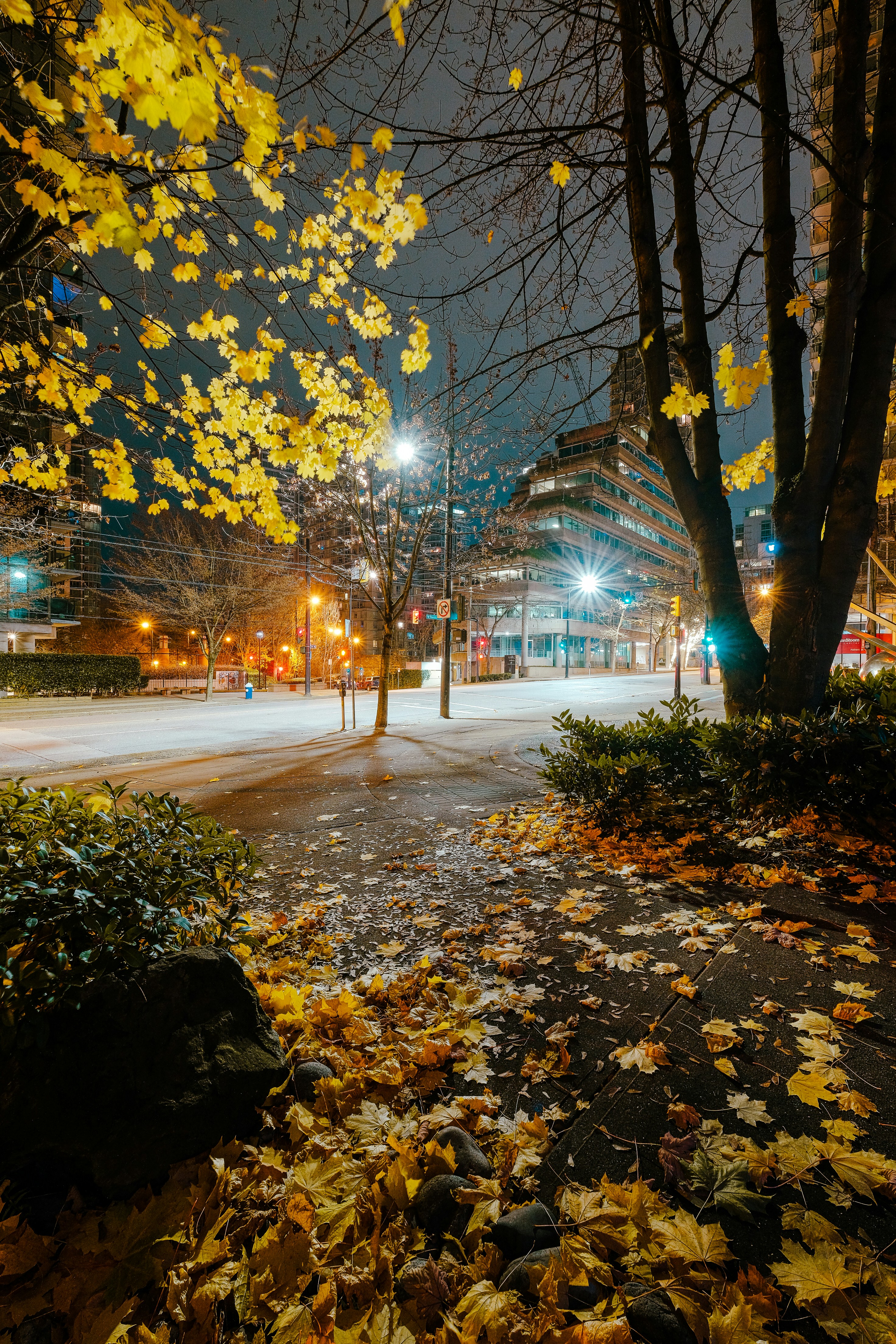 A street filled with lots of leaf covered trees