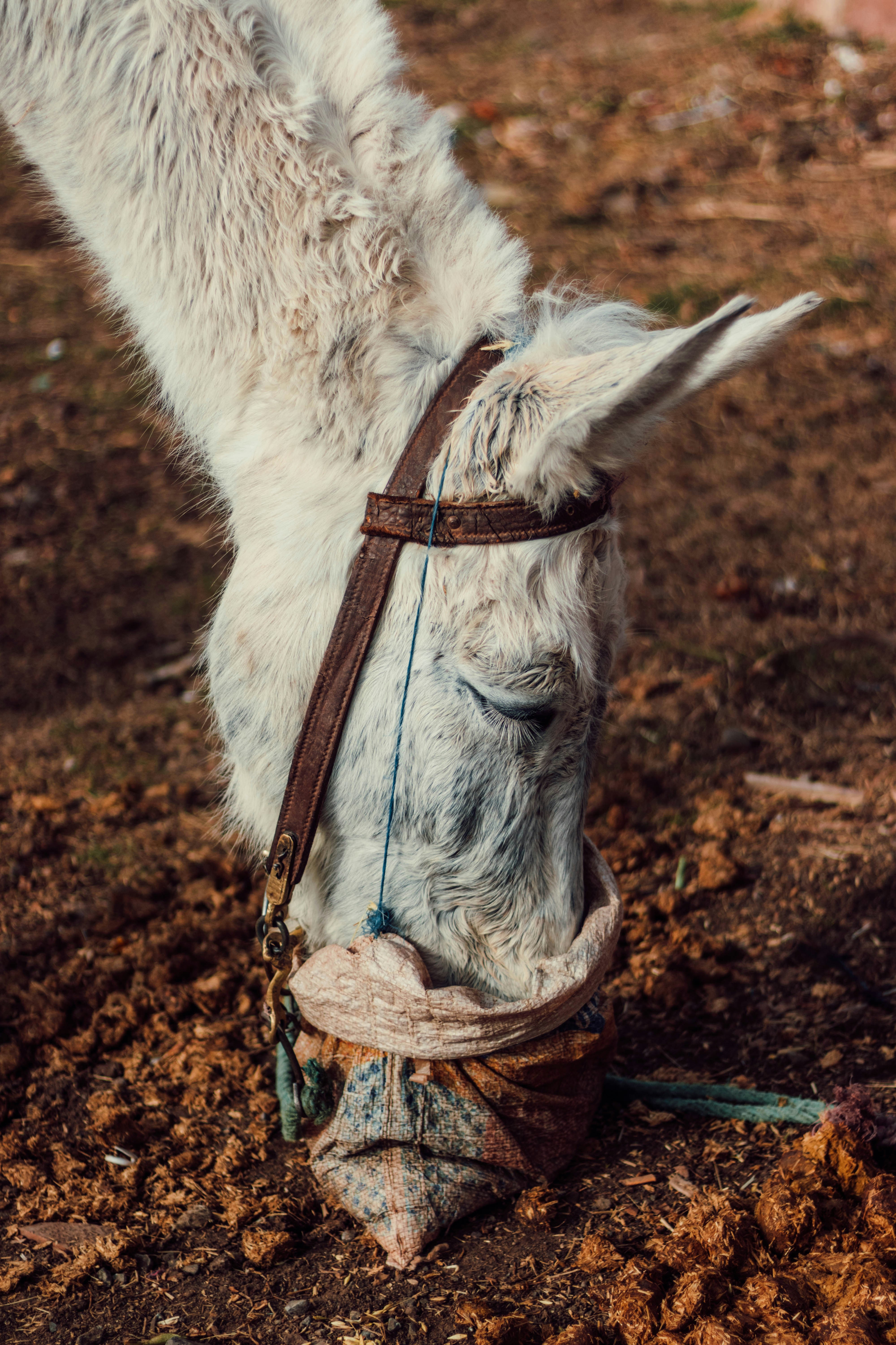 Quiet Equine Portrait in Muddy Light: White Donkey in Weathered Tack