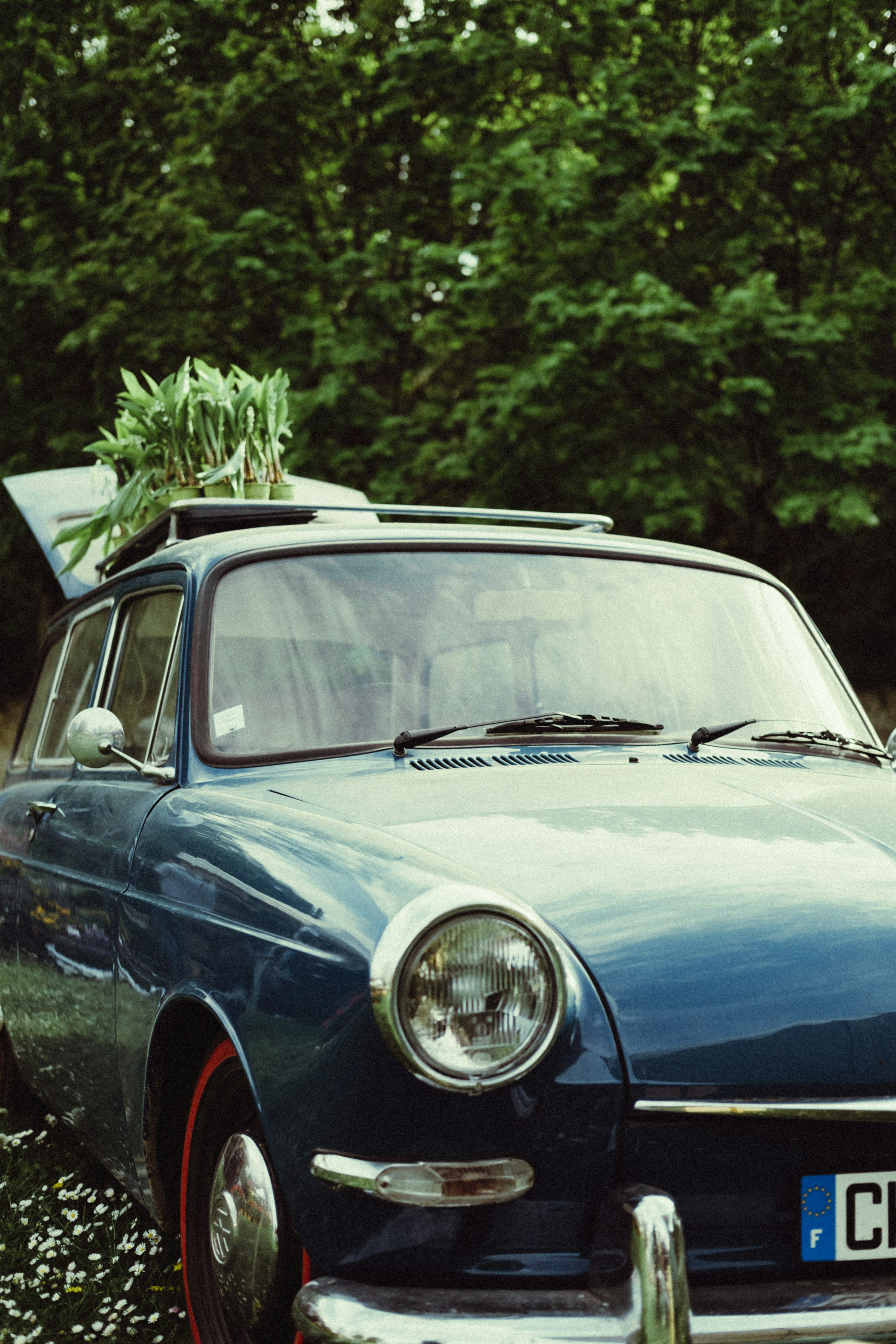 Classic blue car adorned with fresh greenery on its roof, parked amidst lush foliage. A nostalgic scene reflecting a love for nature and adventure.