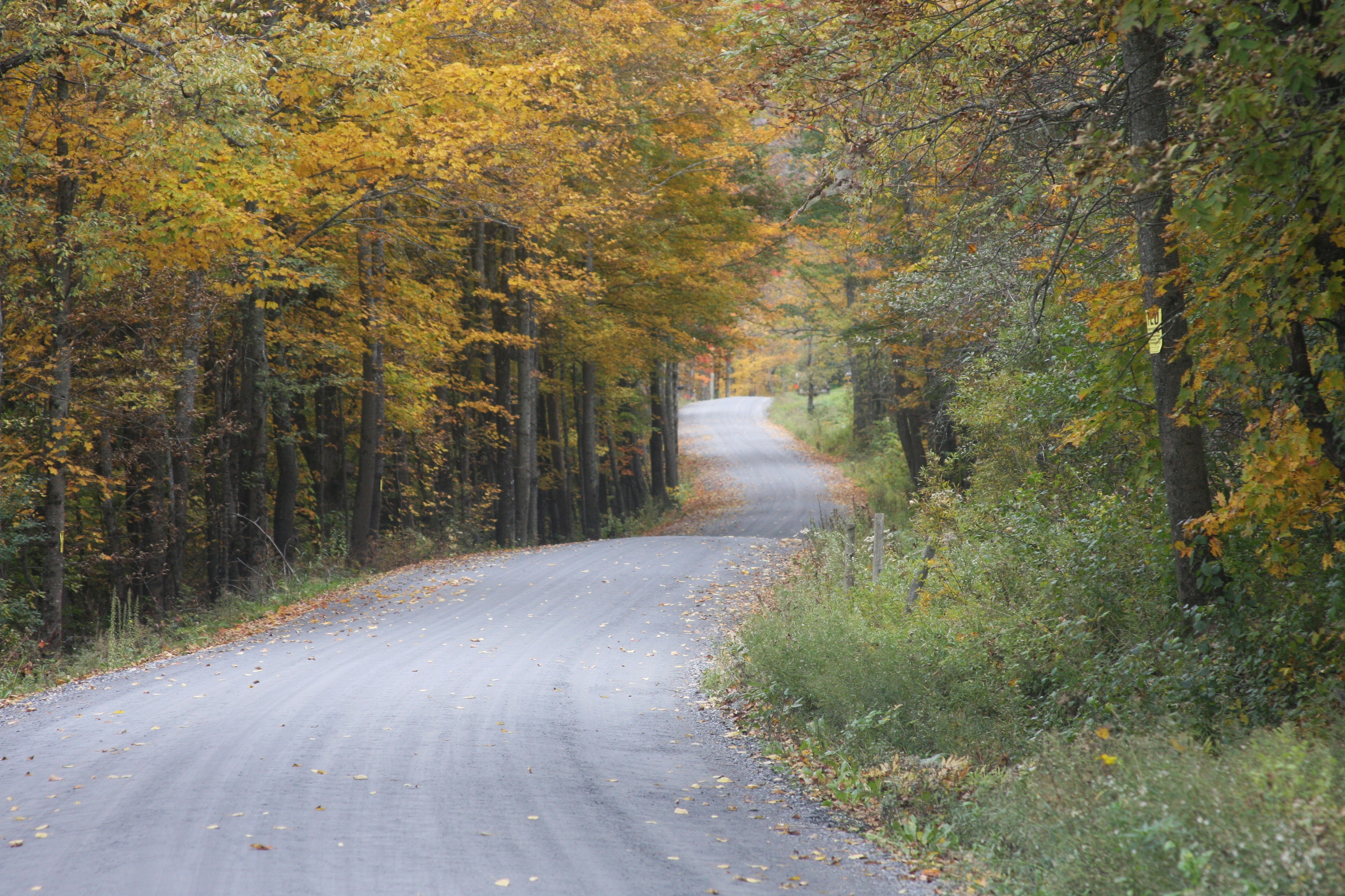 A road with trees on either side photo – Free Fall leaves Image on Unsplash