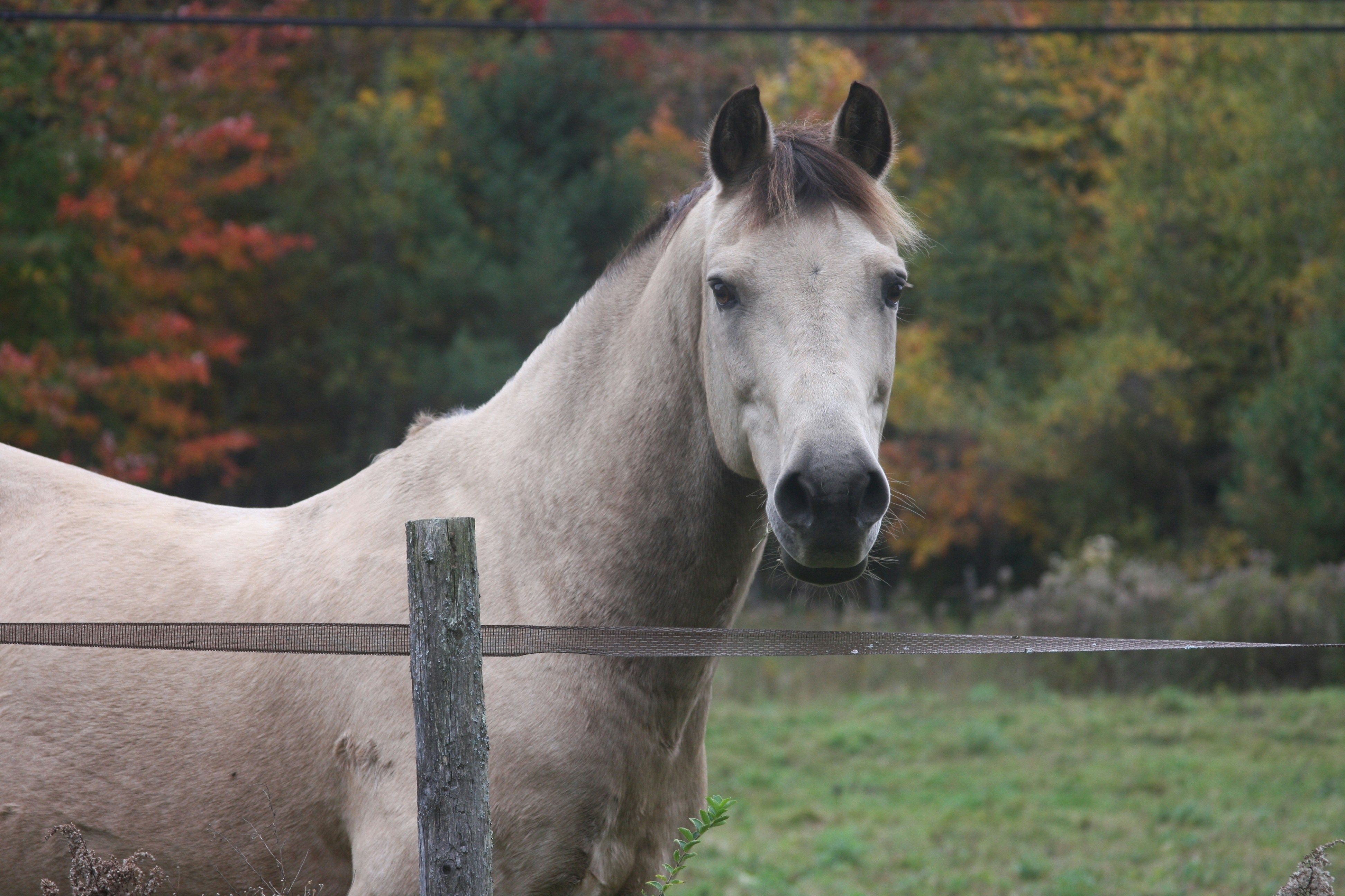 Autumn Fence Gaze: A Patient Horse in a Quiet Pasture
