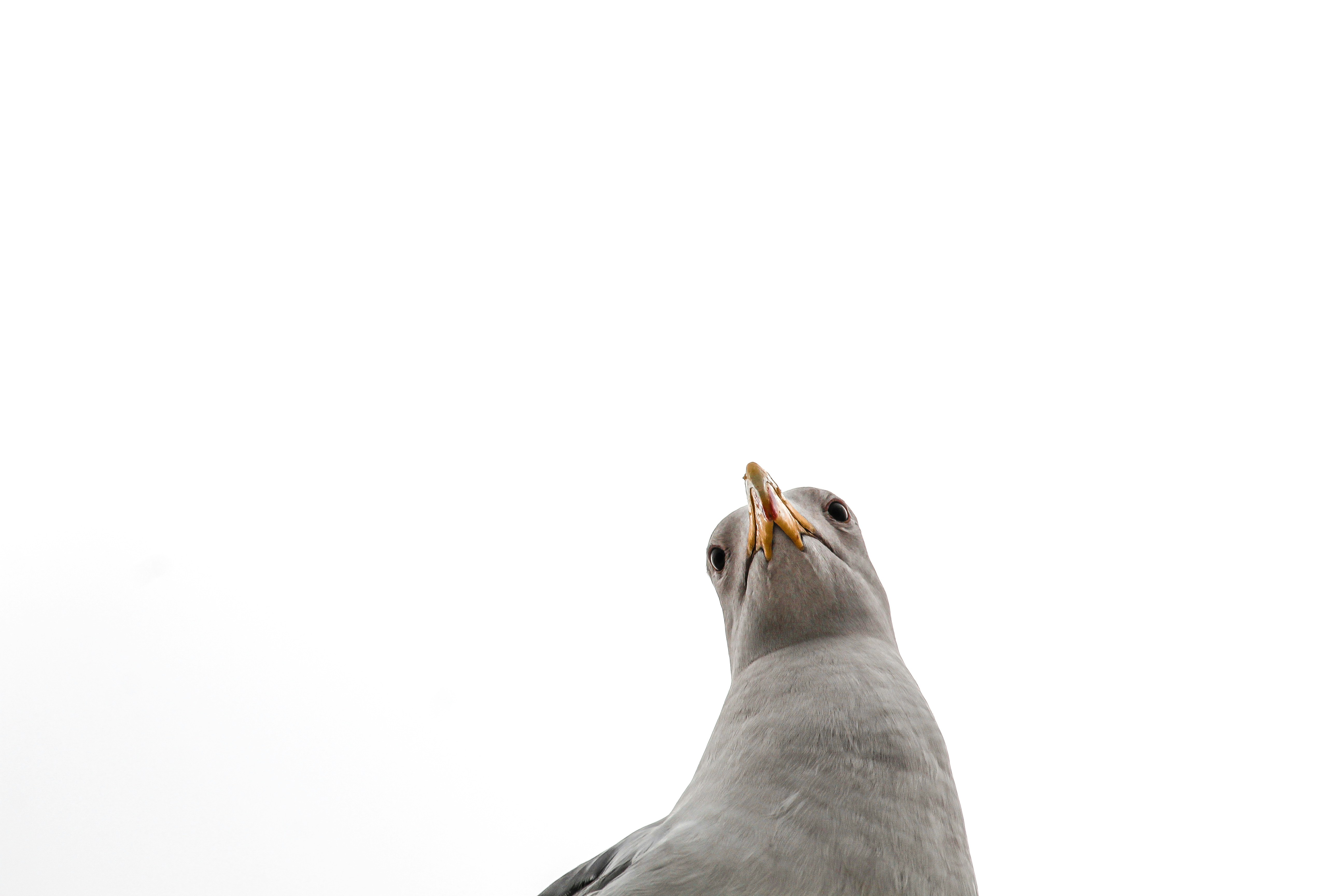 Low-Angle Gaze: Seagull Reaching Skyward Against a Blank Sky