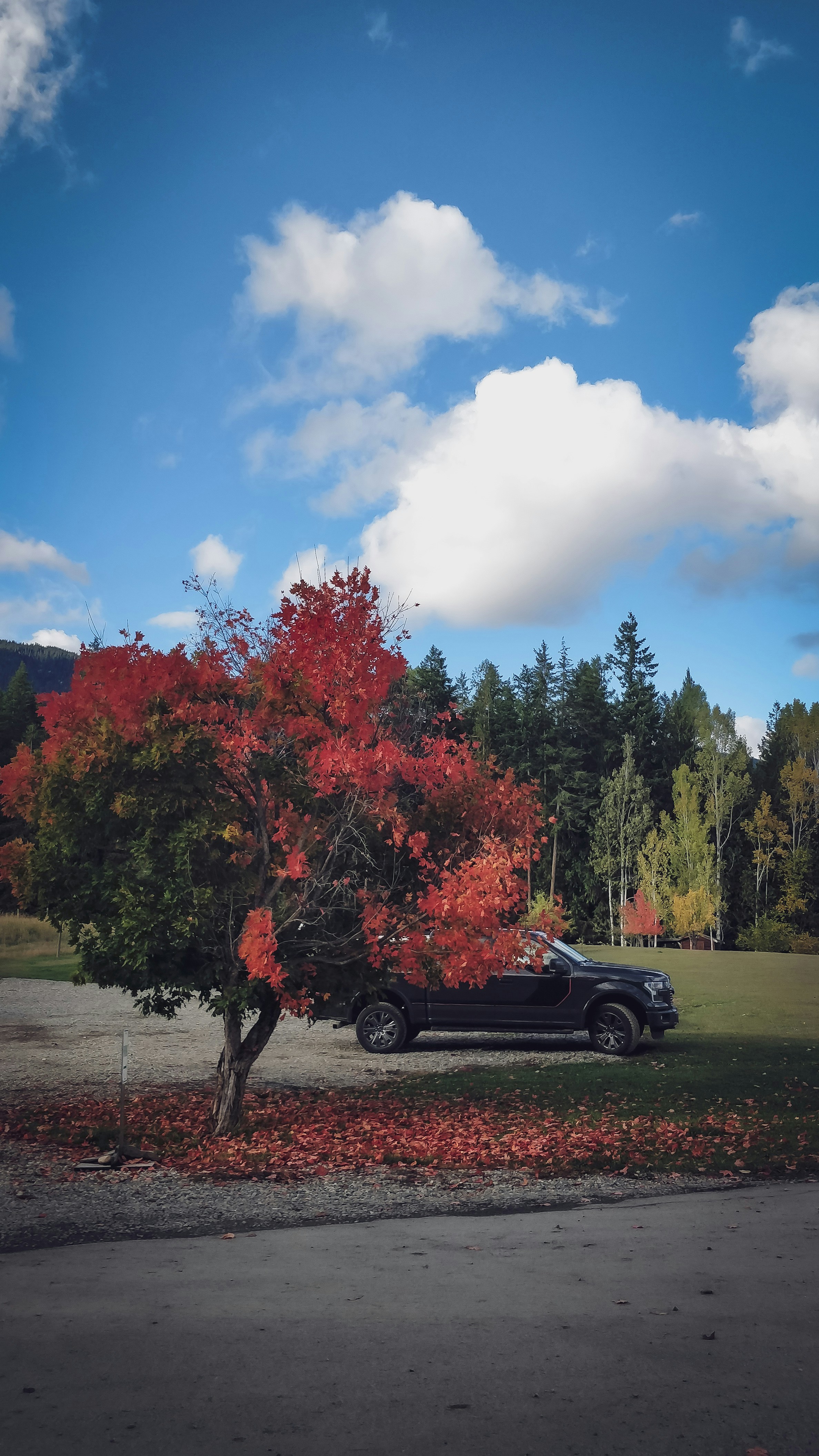 Un camion garé à côté d’un arbre photo – Image gratuite de Celista sur ...