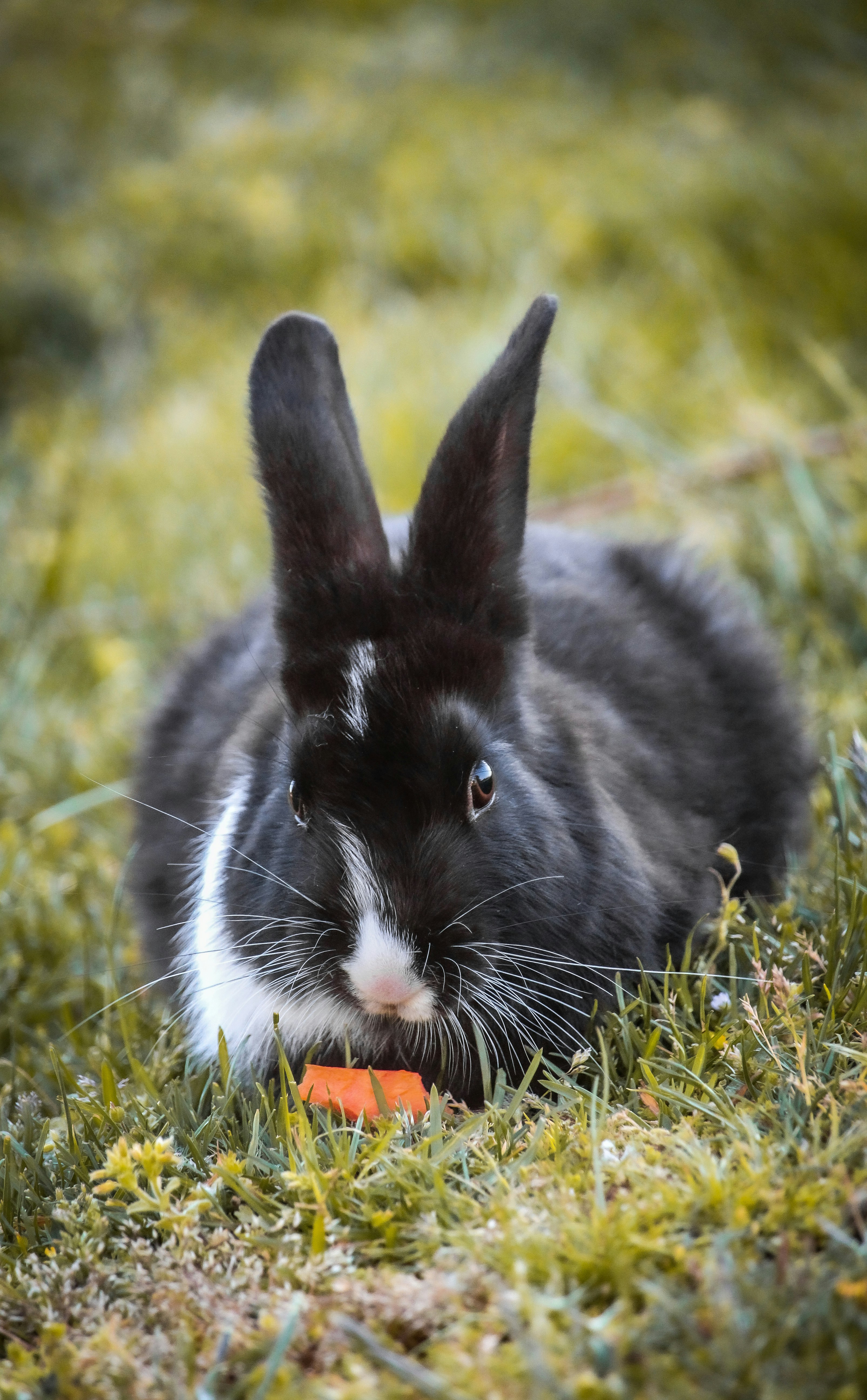 A black and white rabbit photo – Free Canada Image on Unsplash