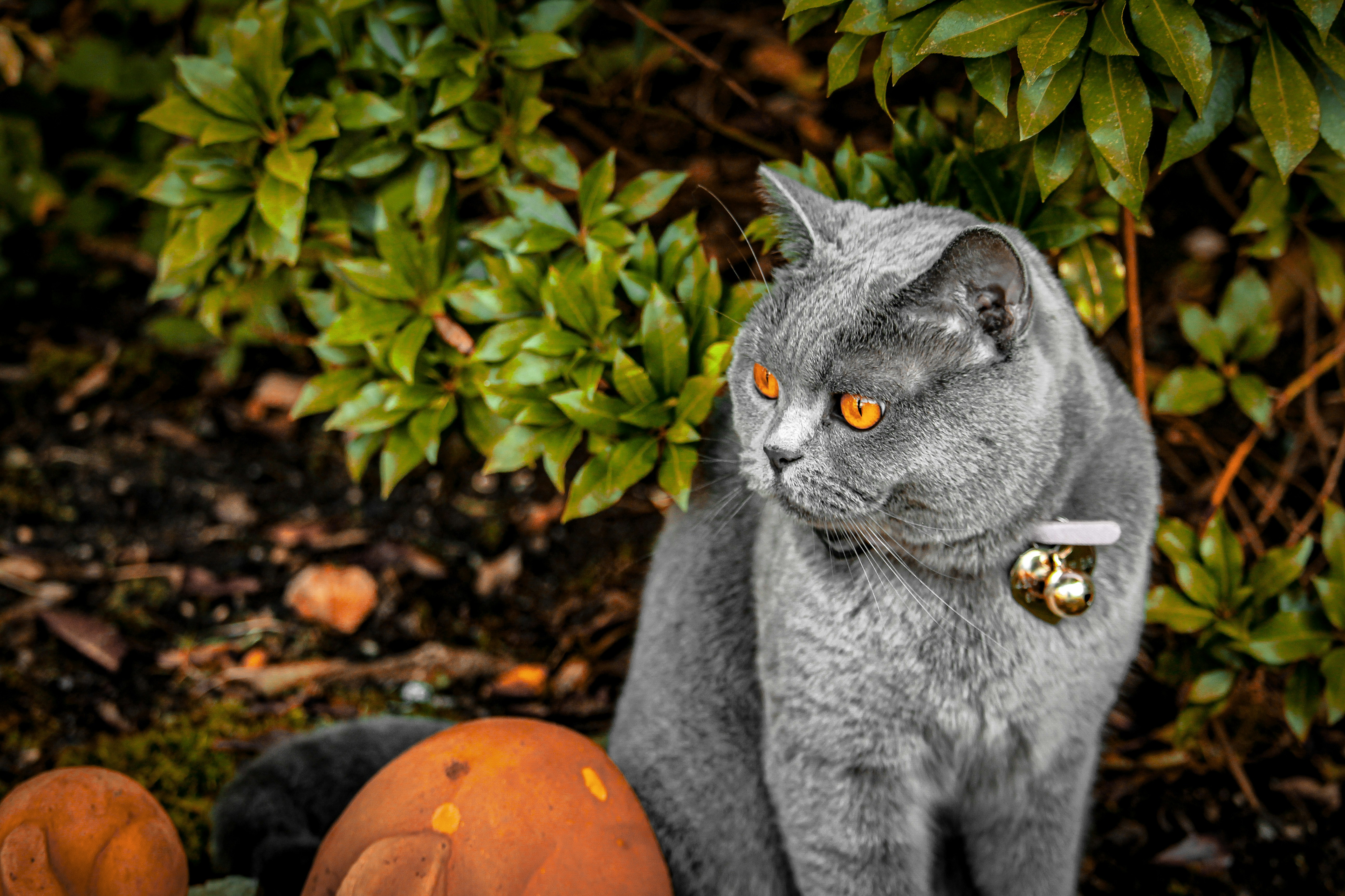 Gray Cat with Golden Eyes Stands Guard by the Autumn Pumpkins