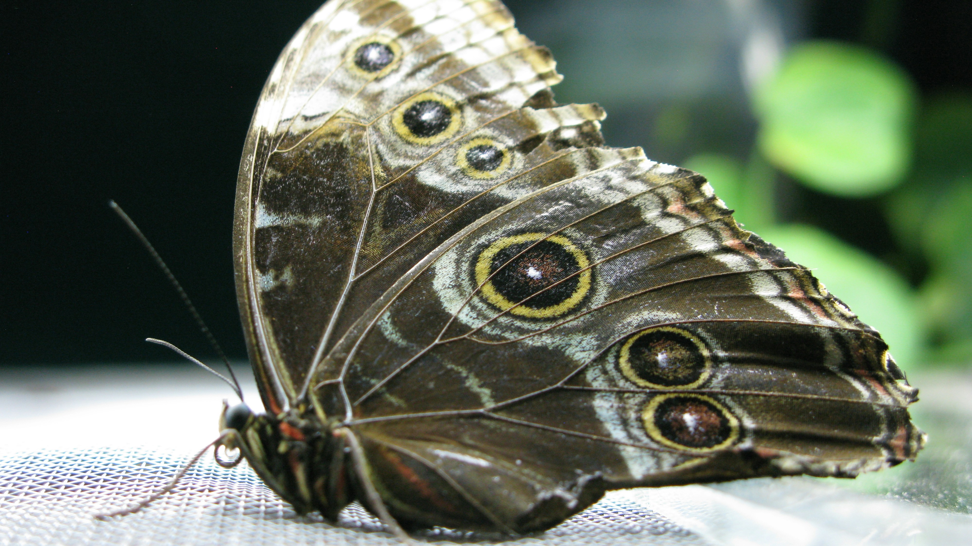 Close-up of a brown butterfly with circular eye-like spots perched on a reflective surface. The shallow depth of field softens the green background, highlighting the wing pattern.