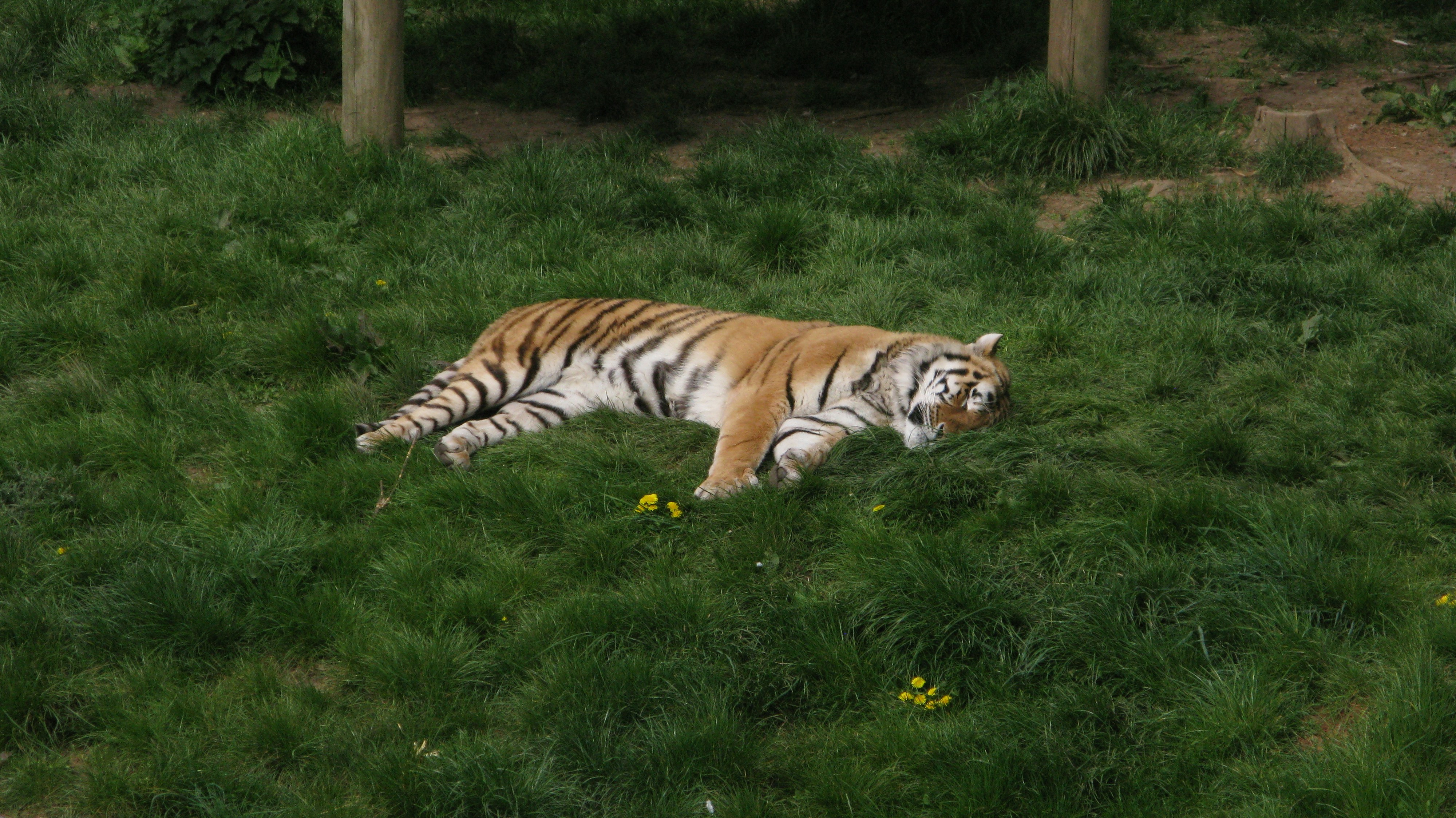 Free Tiger Image on Unsplash