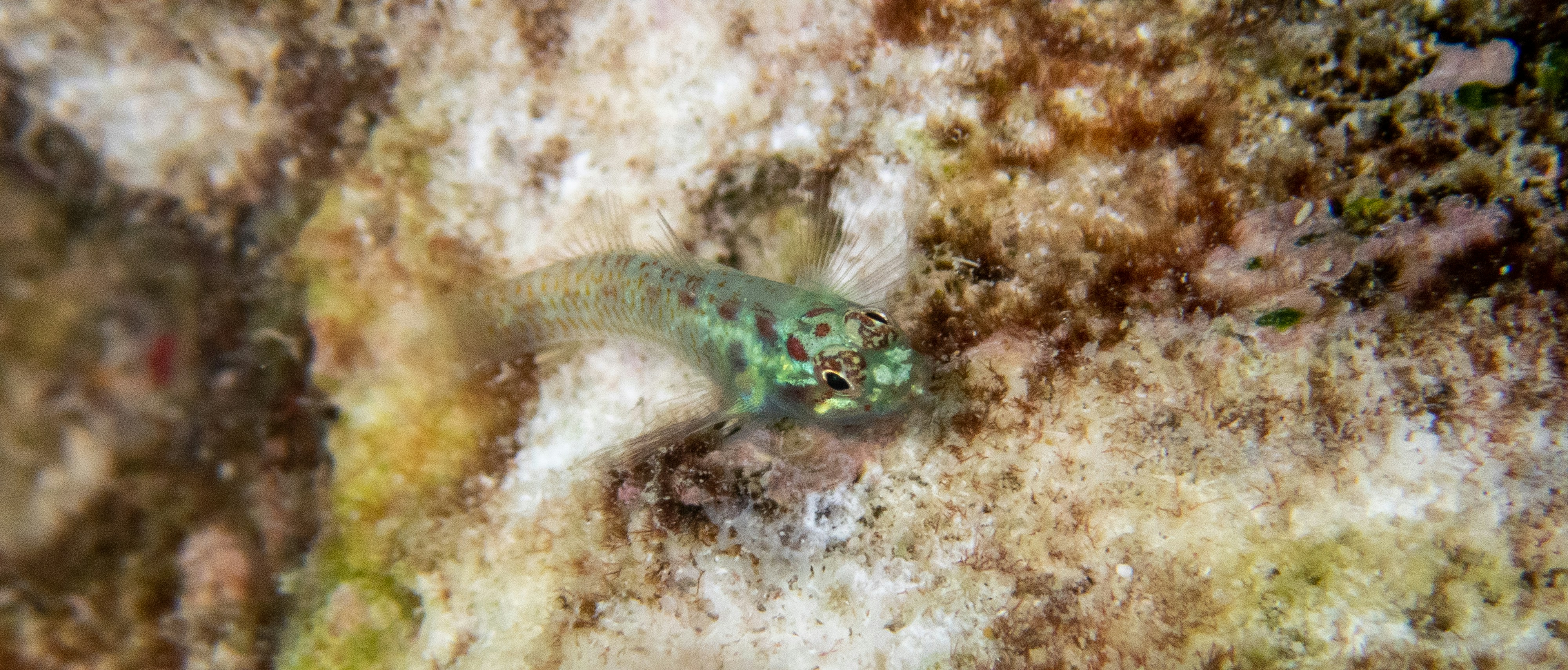 A small fish with intricate patterns blends into the rocky seabed, showcasing the beauty of marine life. This illustration highlights the vibrant ecosystem beneath the waves.