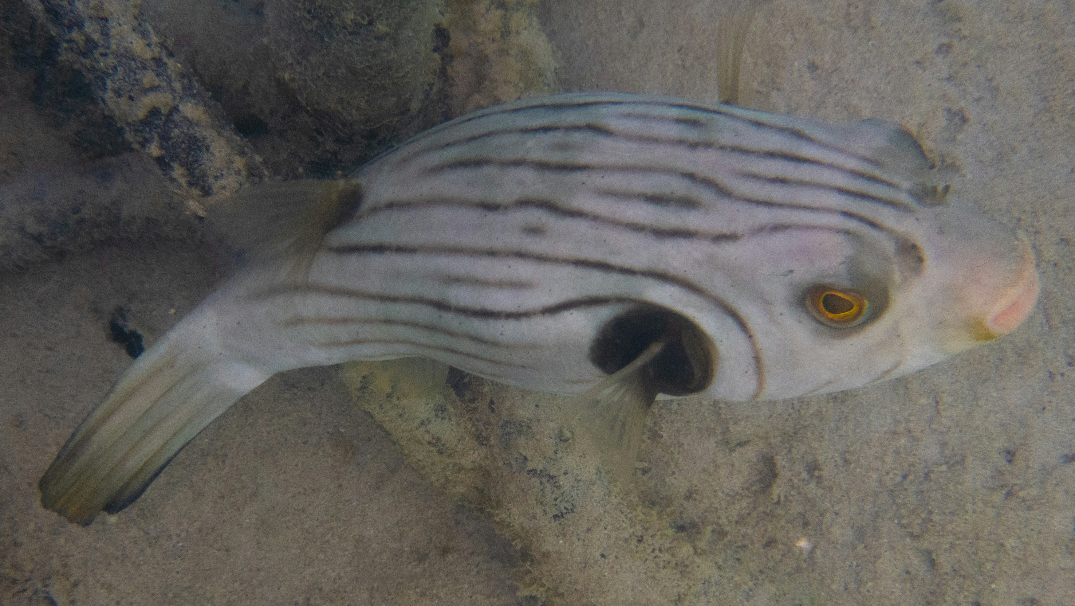 A striped fish gliding gracefully over the sandy ocean floor, showcasing its unique patterns and vibrant colors.