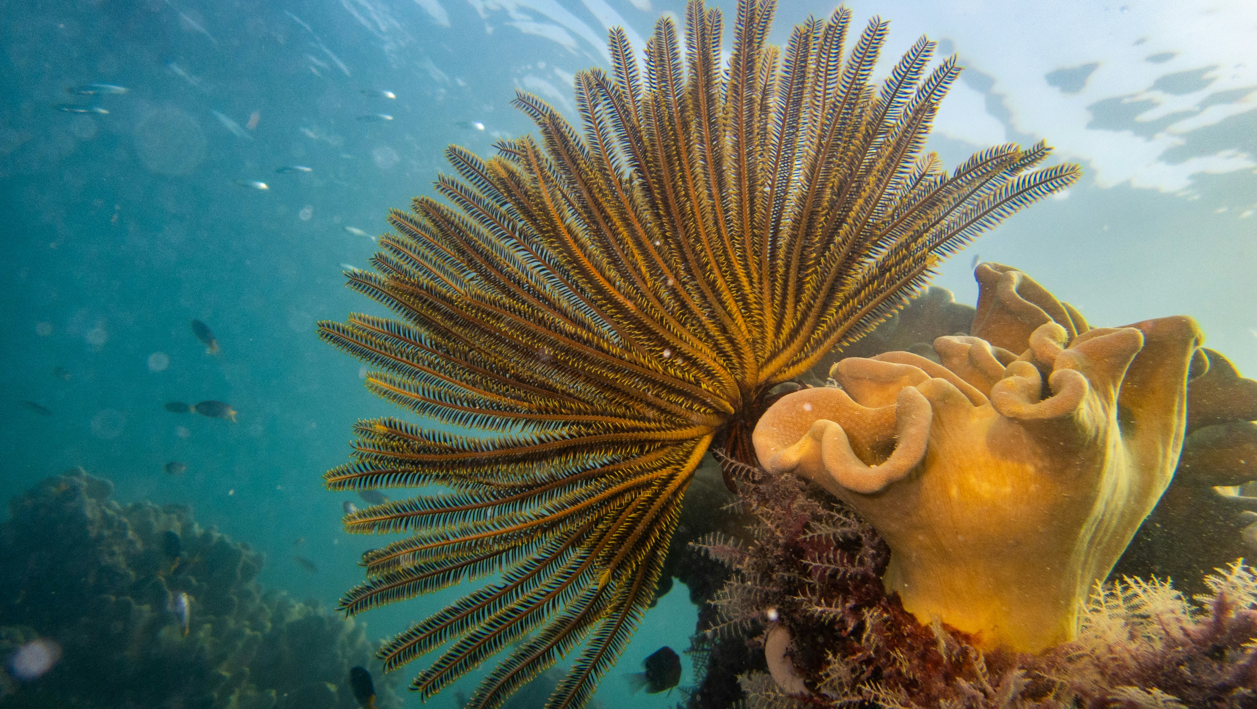 A sea creature under water photo – Free Australia Image on Unsplash
