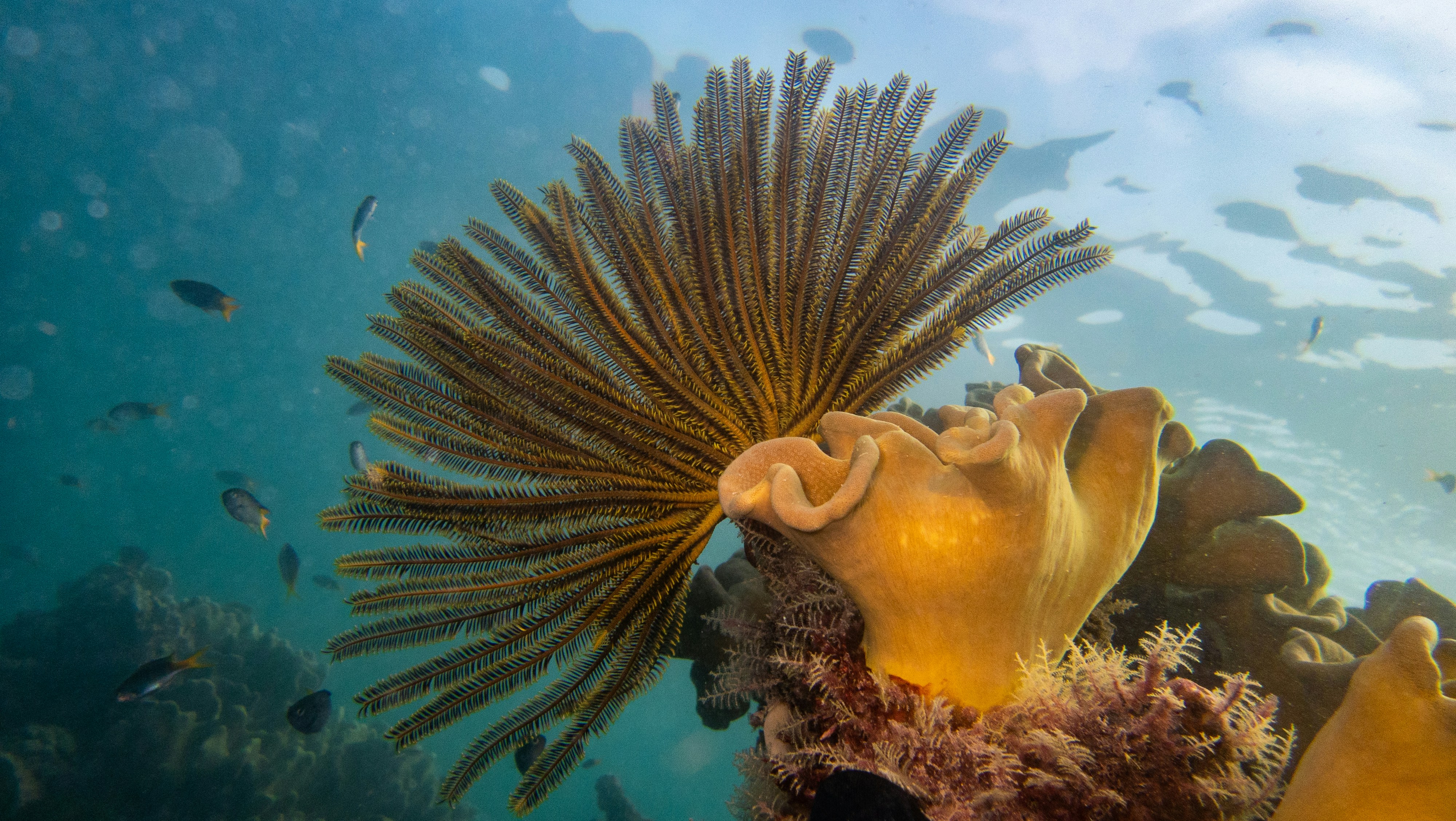 Sea Fan Crowned by Coral Forest in Clear Reef Light