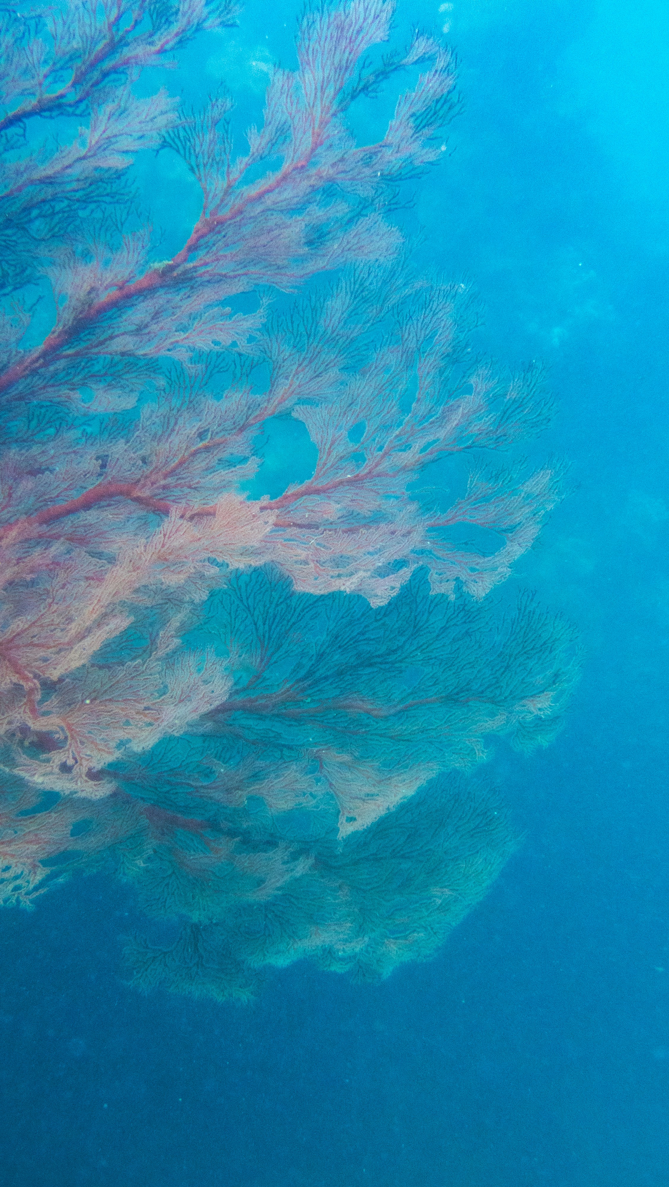 A Blue Seafloor Canvas: Coral Branches Drifting in Ocean Light