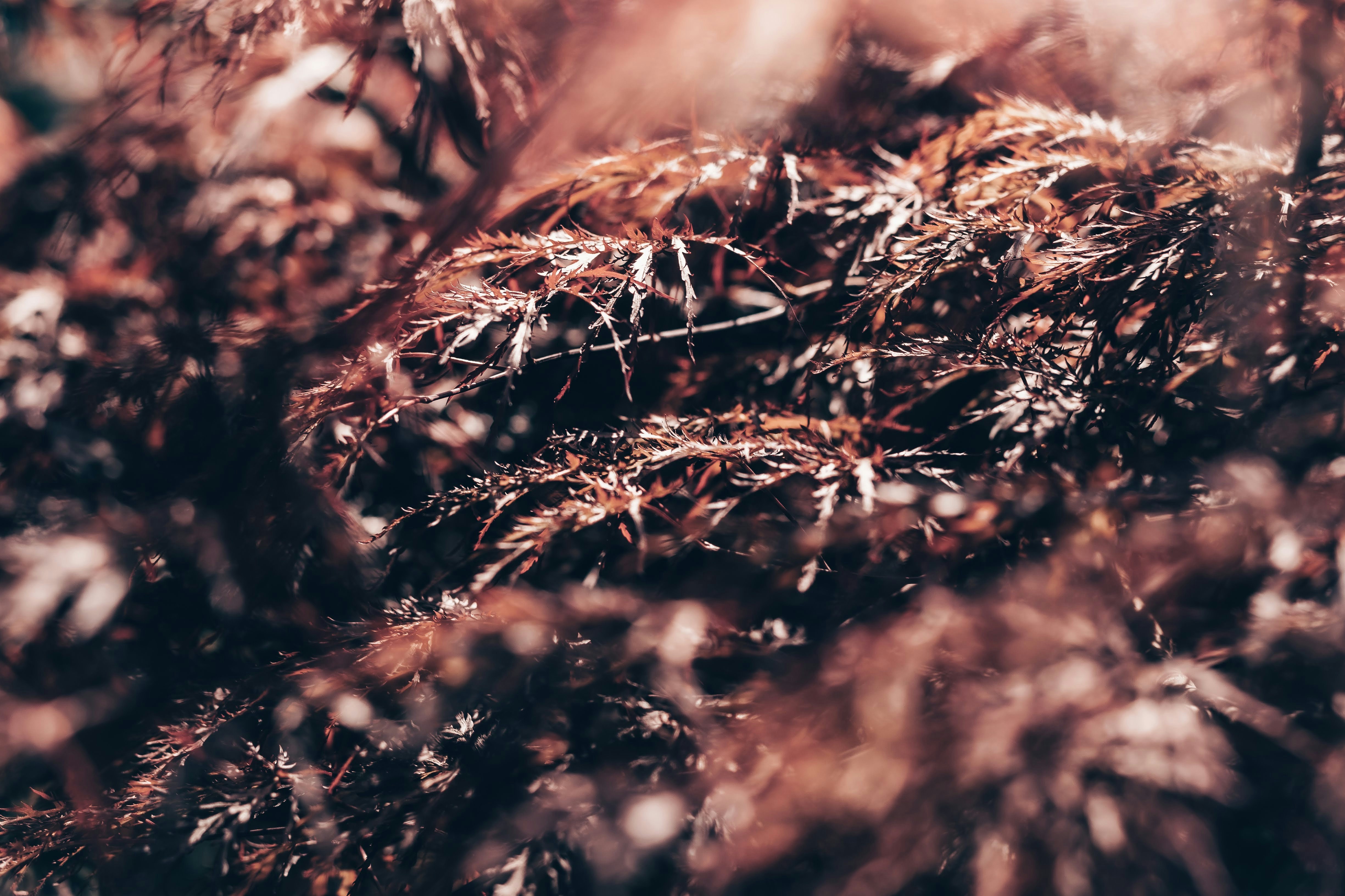 a close up of some leaves
