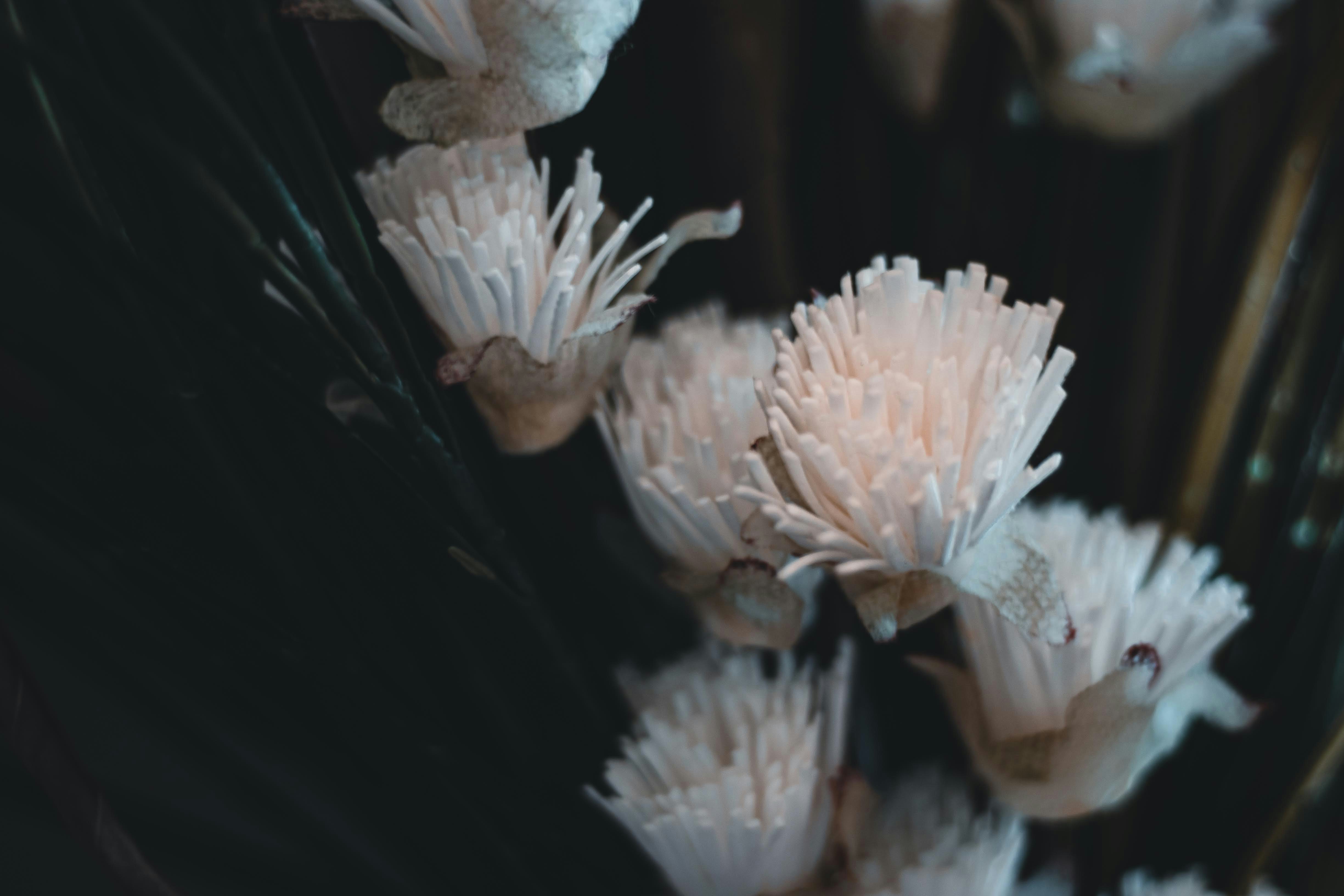 Softly illuminated flowers emerge from dark foliage, showcasing intricate textures and subtle colors. The composition highlights the beauty of nature's details.