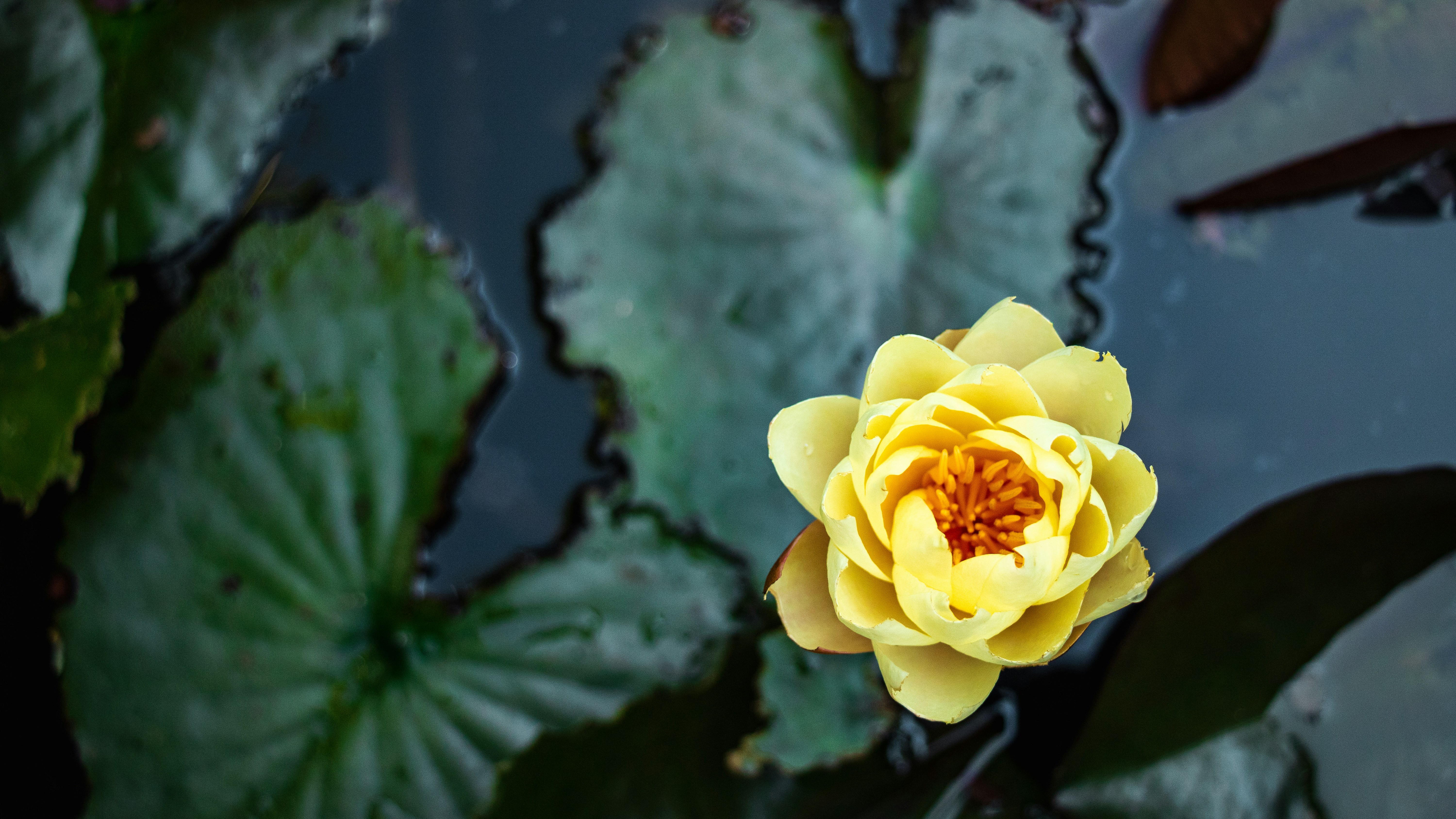 Sunny Yellow Water Lily Bloom Anchors a Quiet Pond Portrait