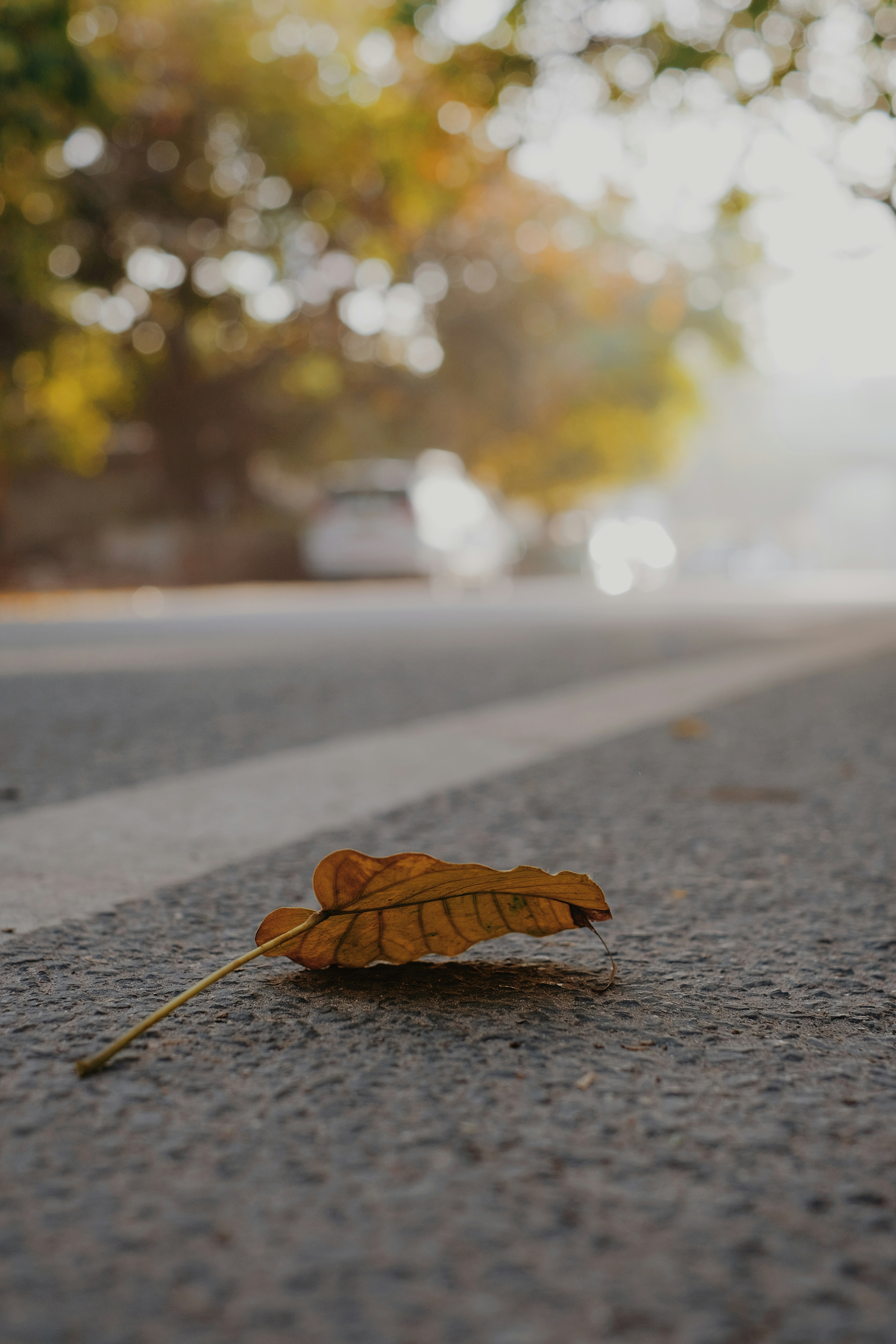 Autumn Leaf on Sunlit Asphalt: Quiet Street, Blur of Traffic