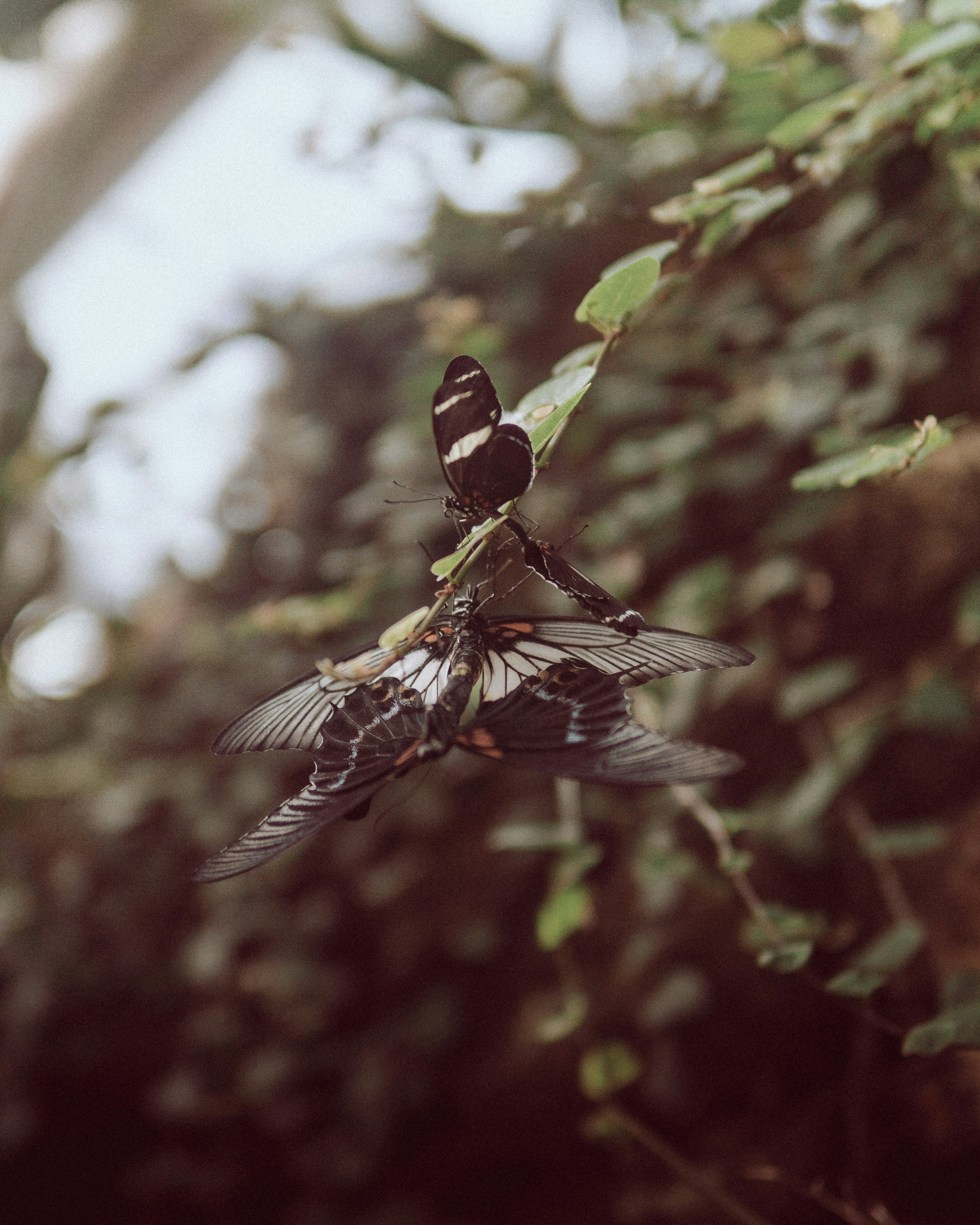 Two-Toned Wings on a Quiet Vine
