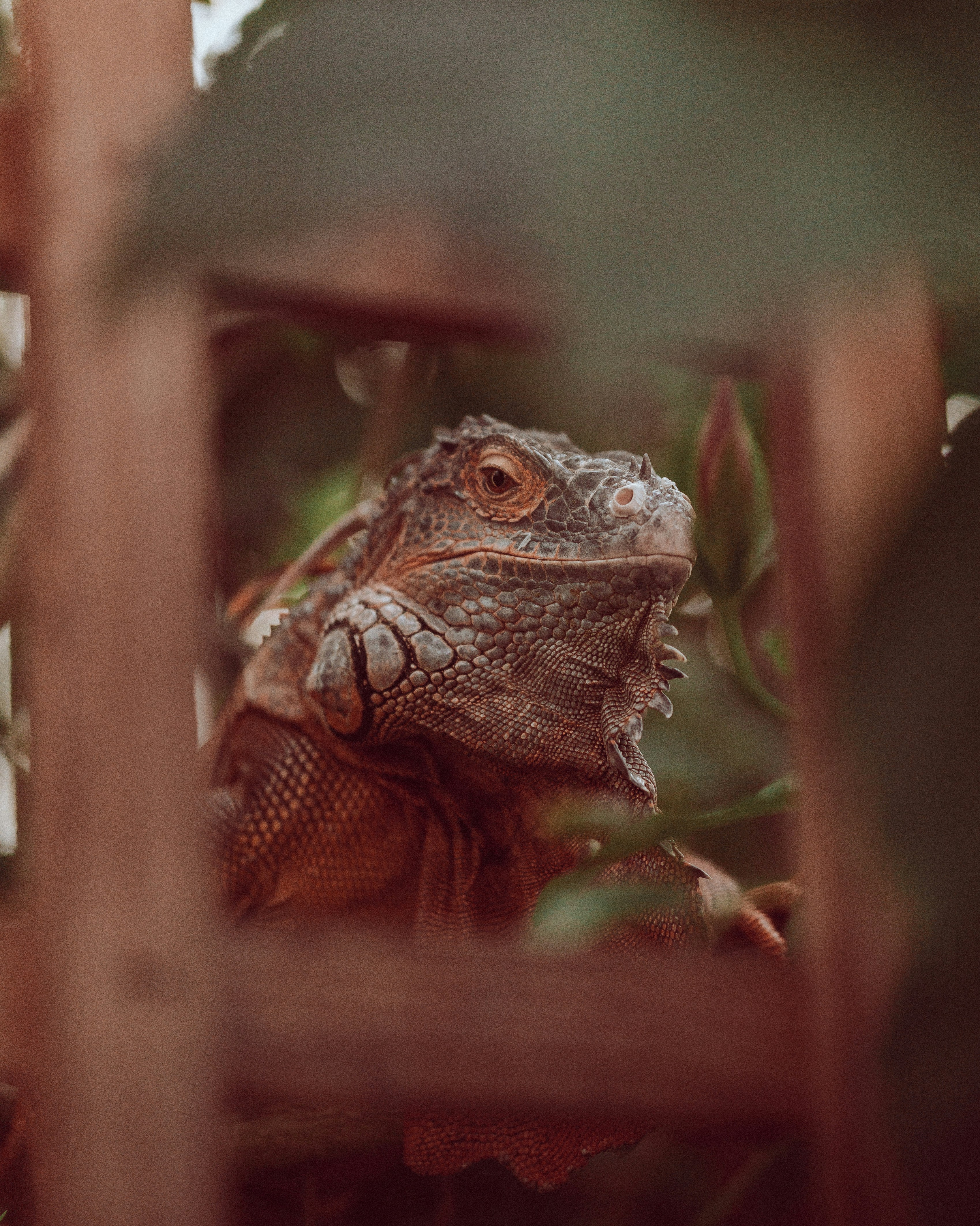 Hidden Gator: A Gaze Through Flora