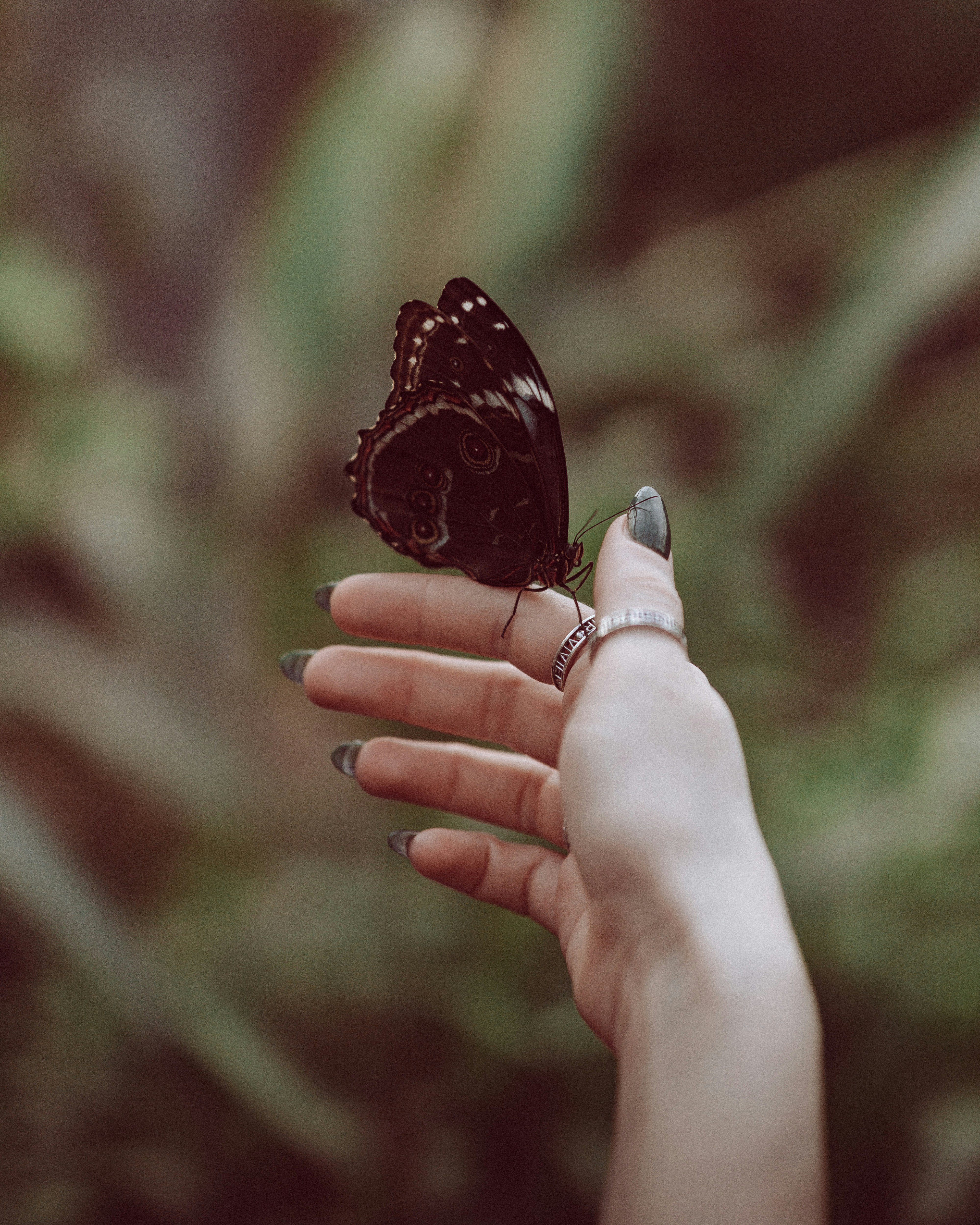 a lady bug on a finger
