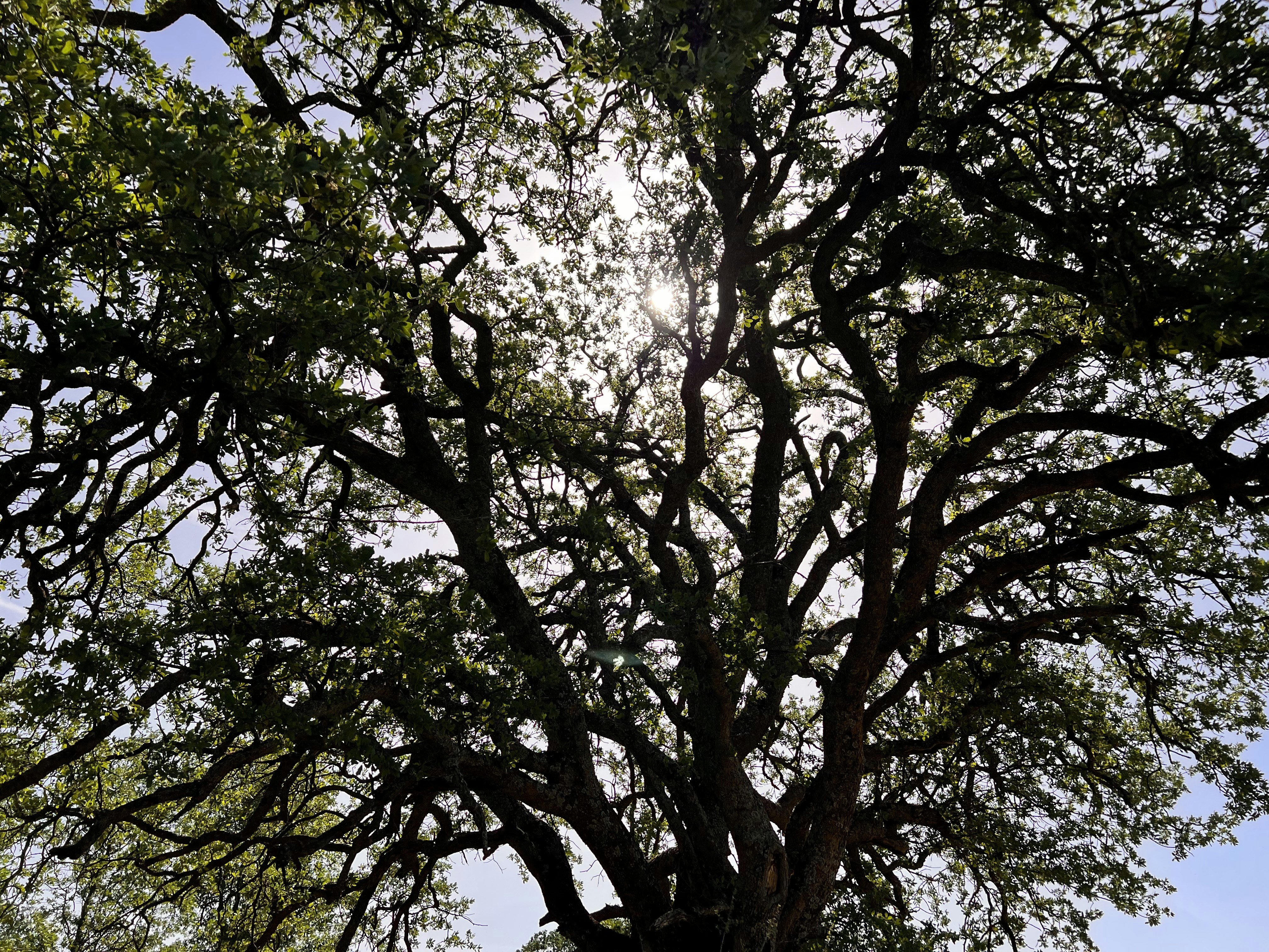 Un árbol con muchas ramas foto – Imagen de Árbol gratuita en Unsplash