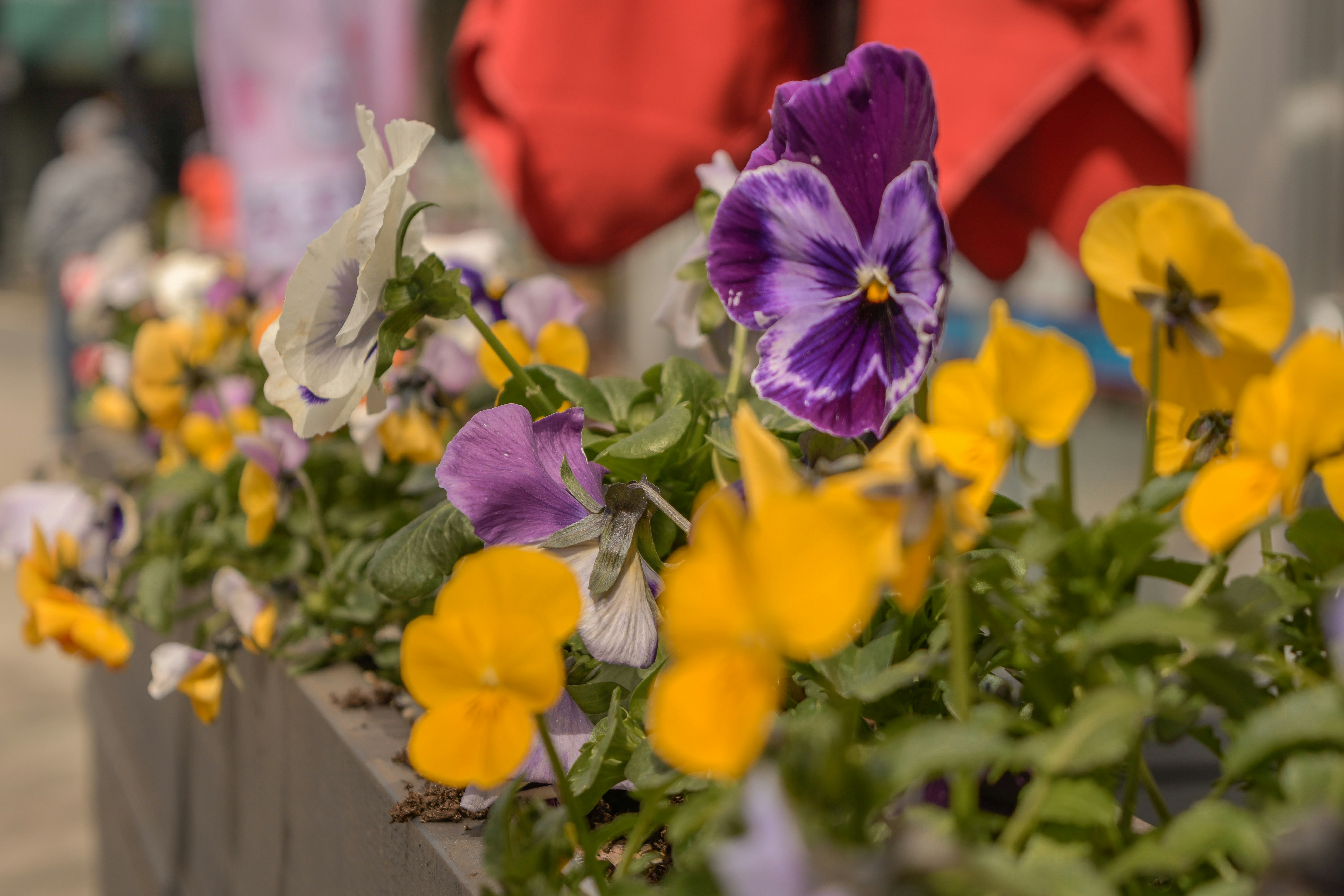 Purple Velvet Pansy Anchors a Sunlit City Planter