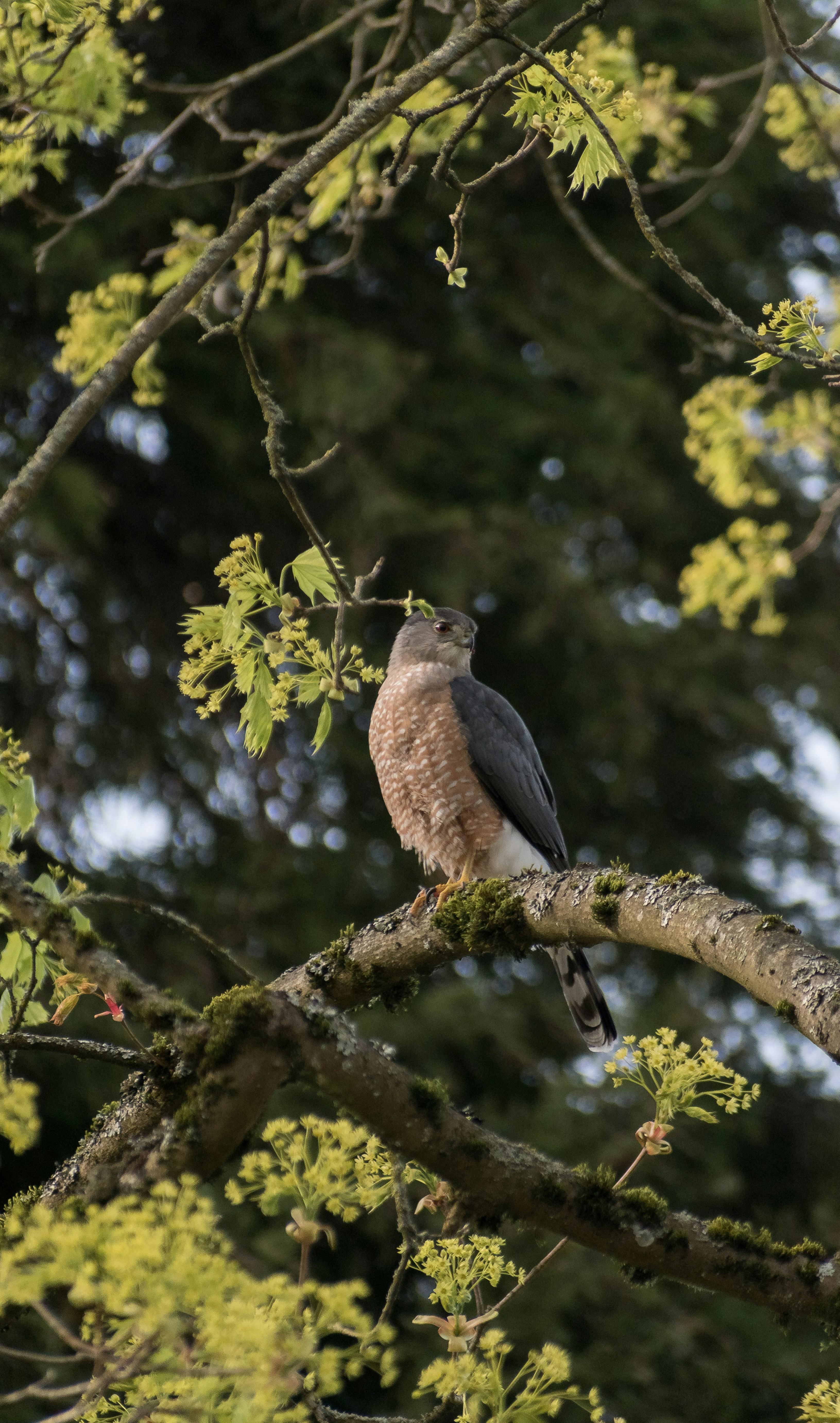 Verdant Perch: A Hawk in Dappled Spring Light
