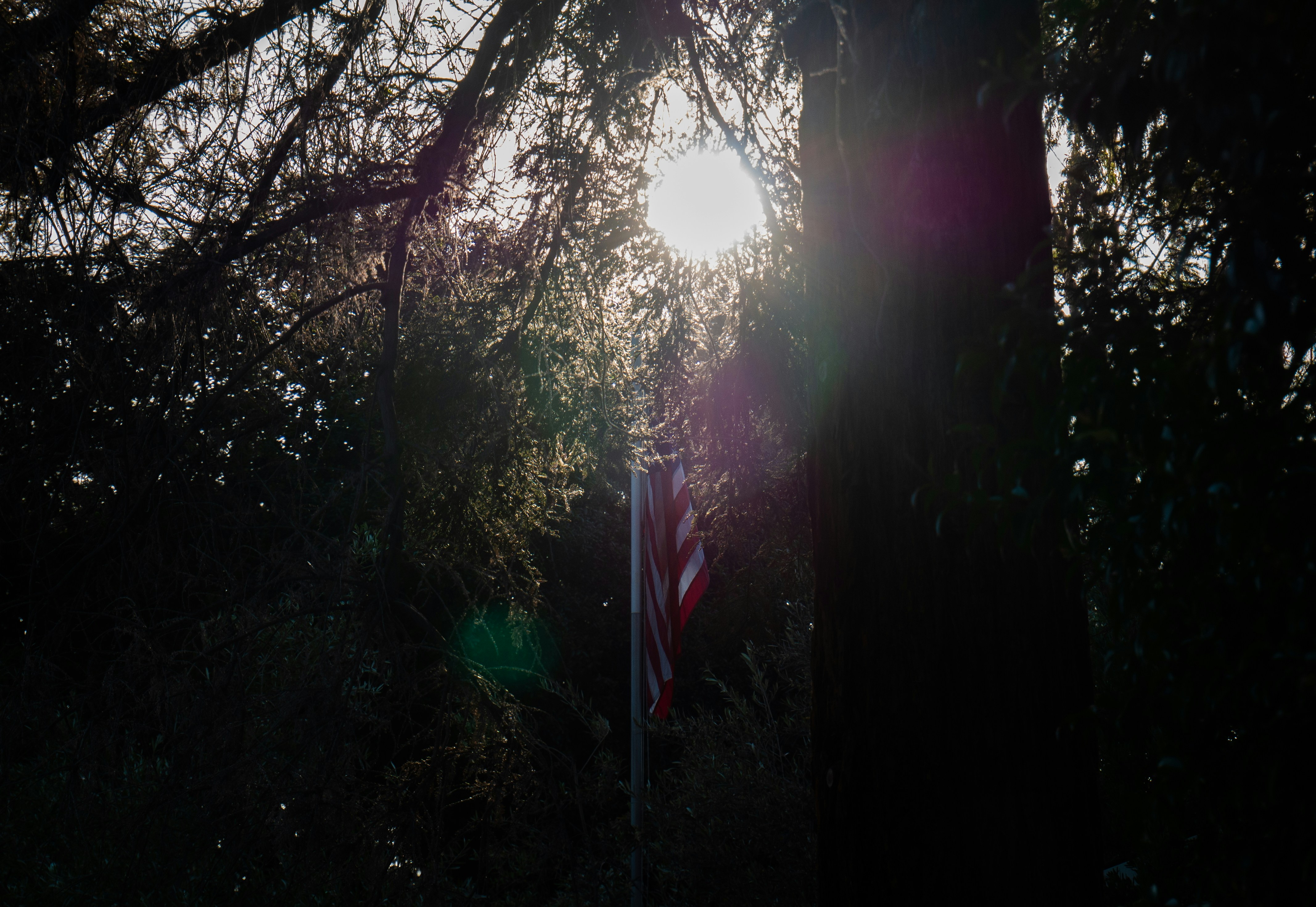 Sunlight filtering through trees, illuminating an American flag in a serene setting.