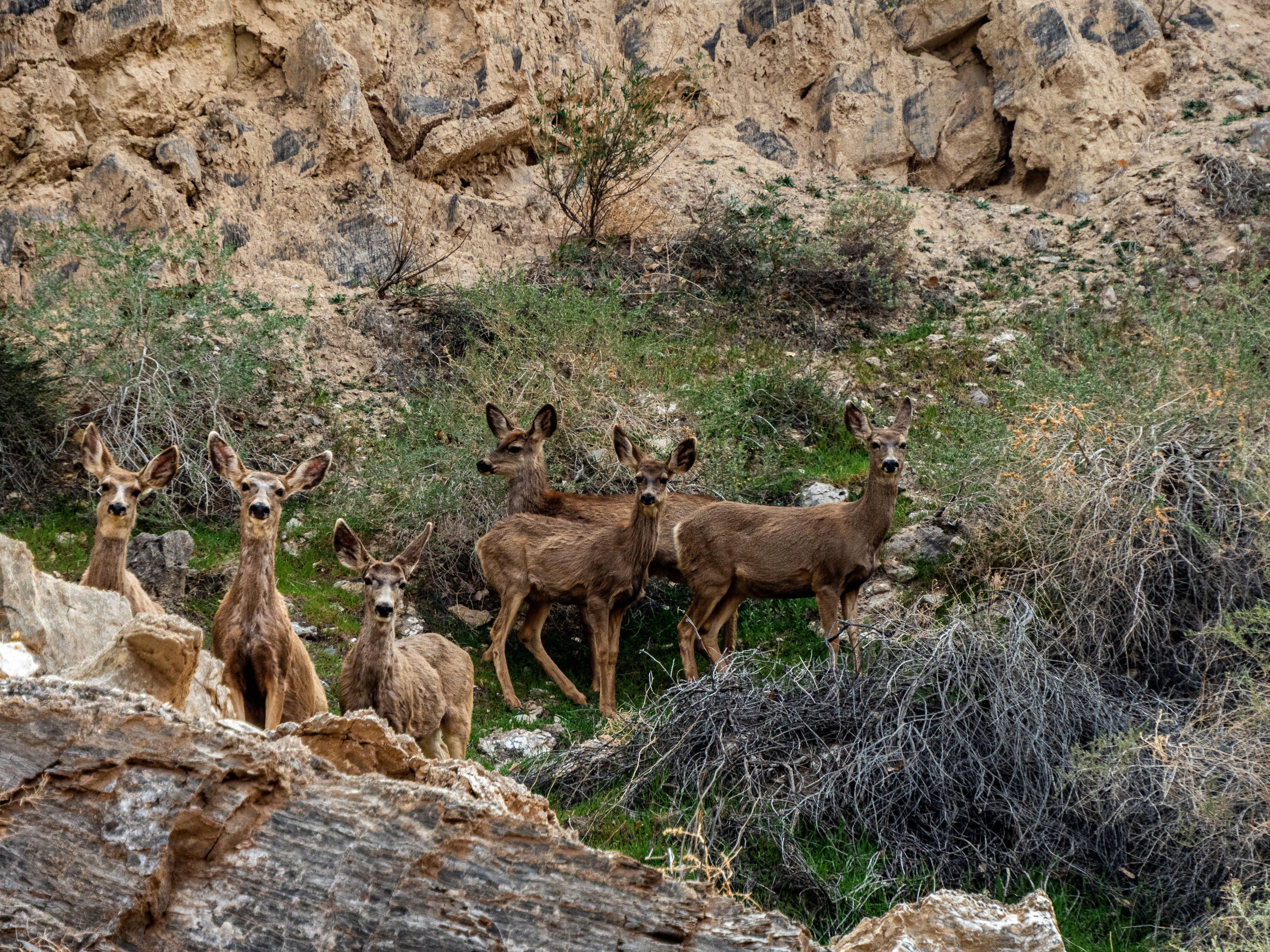 A group of five deer stands alert amidst rocky terrain and lush greenery, showcasing their natural behavior in the wild.