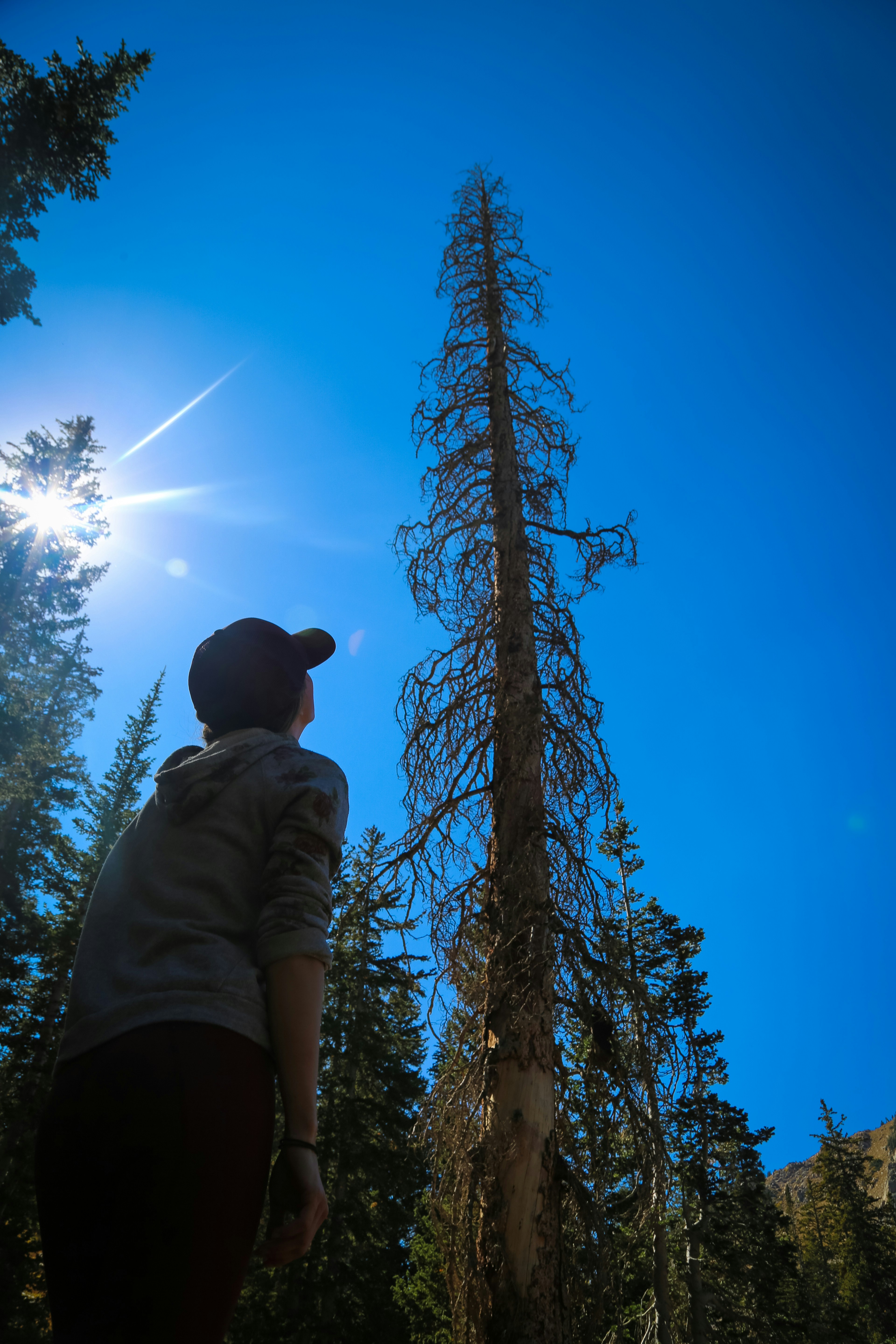 Silent Sentinel under a cobalt sky: a lone dead tree dwarfs a hiker's gaze.