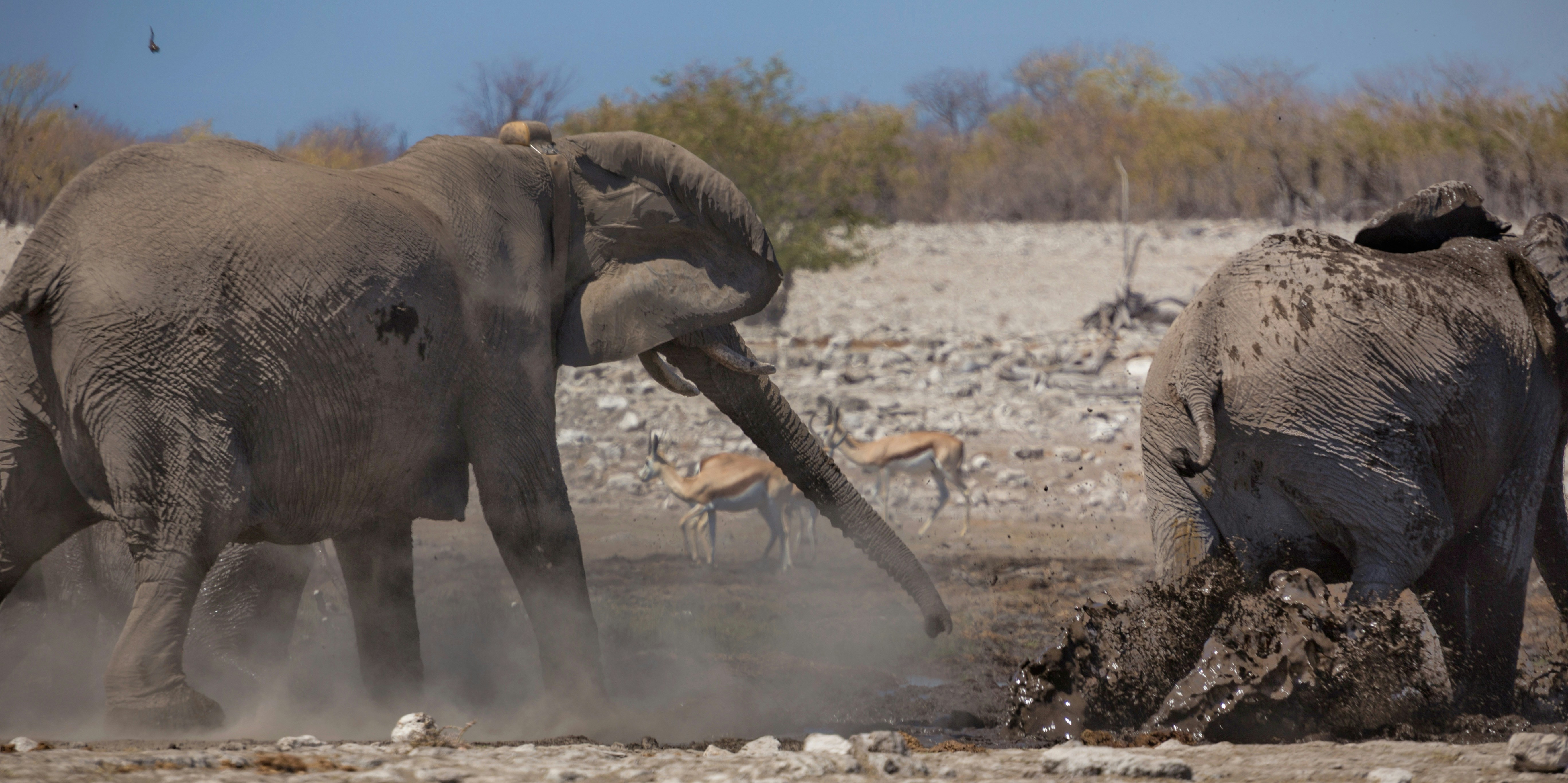 Dust-Charged Encounter: Elephants in a Dry Clearing