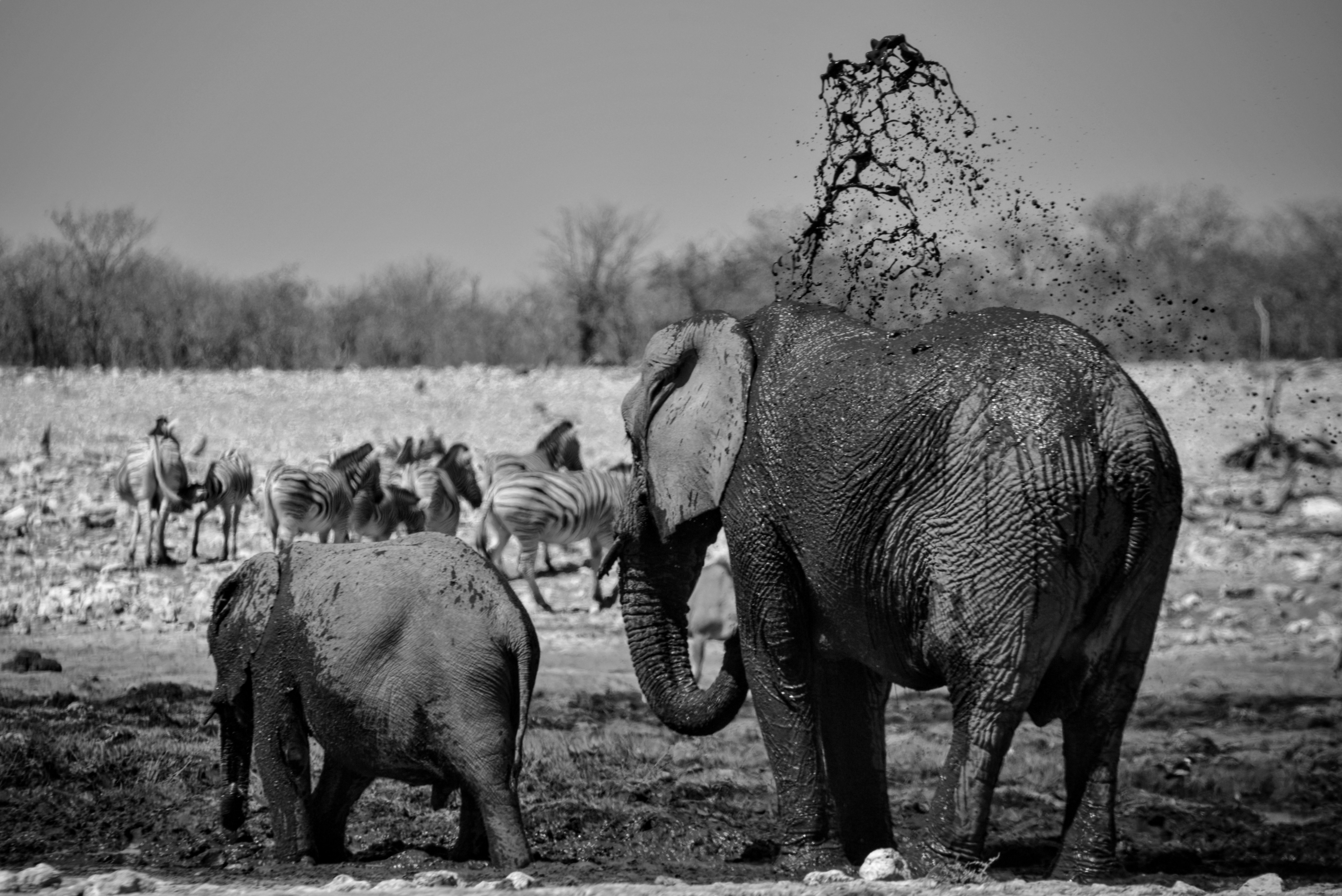 Muted Giants: Elephants in a Dusty Savannah