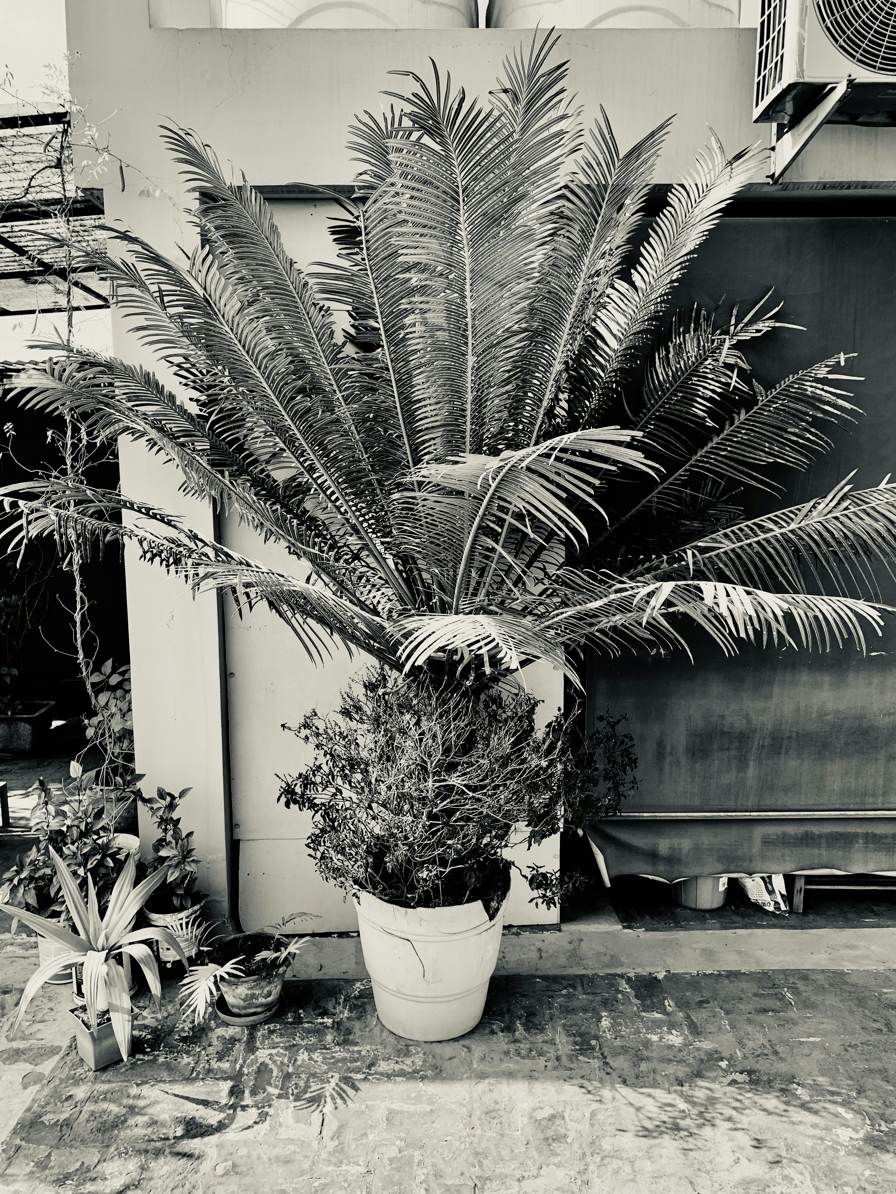 Urban Palm Portrait: Fronds Against Concrete