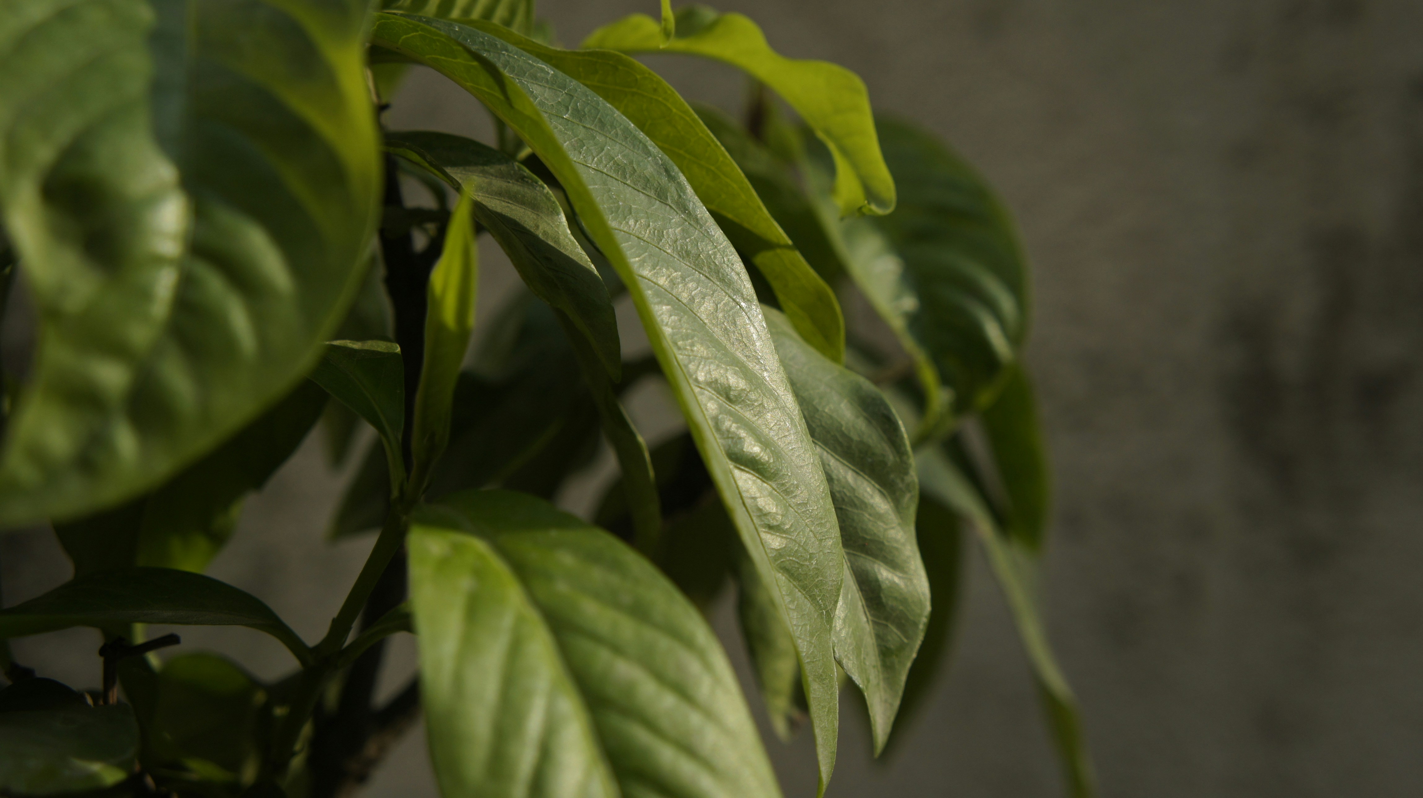 a close up of a plant