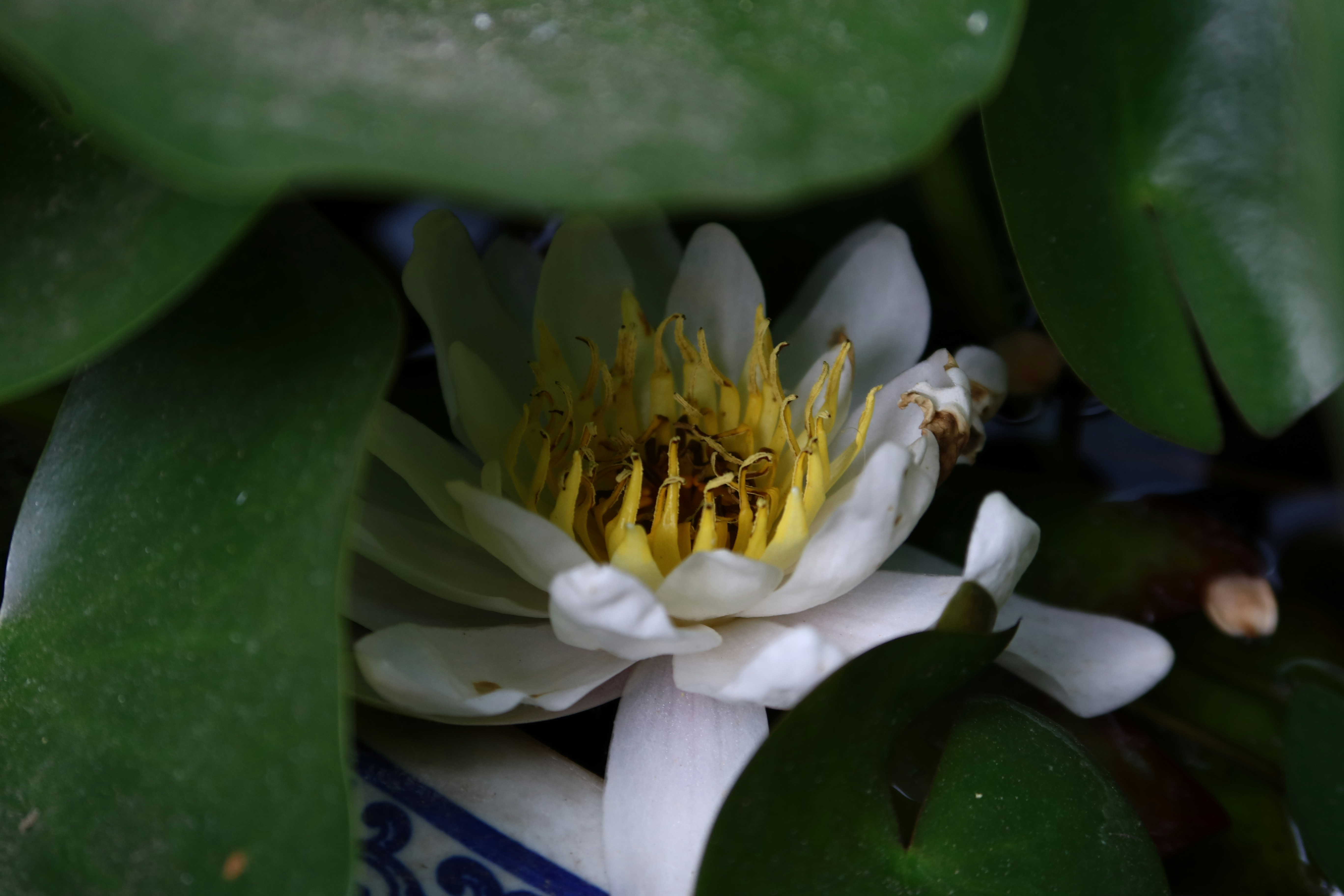 Hidden Bloom: White Water Lily Peeking Through a Green Leaf Canopy