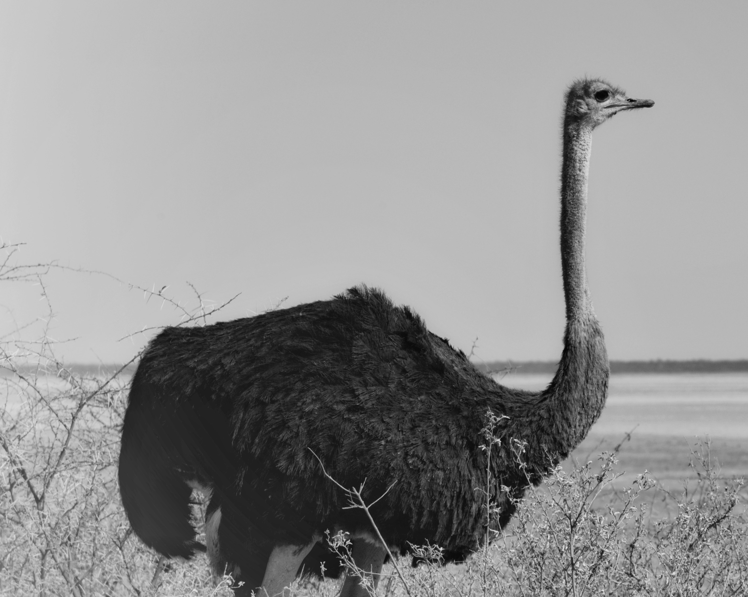 An ostrich stands gracefully amidst sparse vegetation, showcasing its impressive stature against a distant horizon.