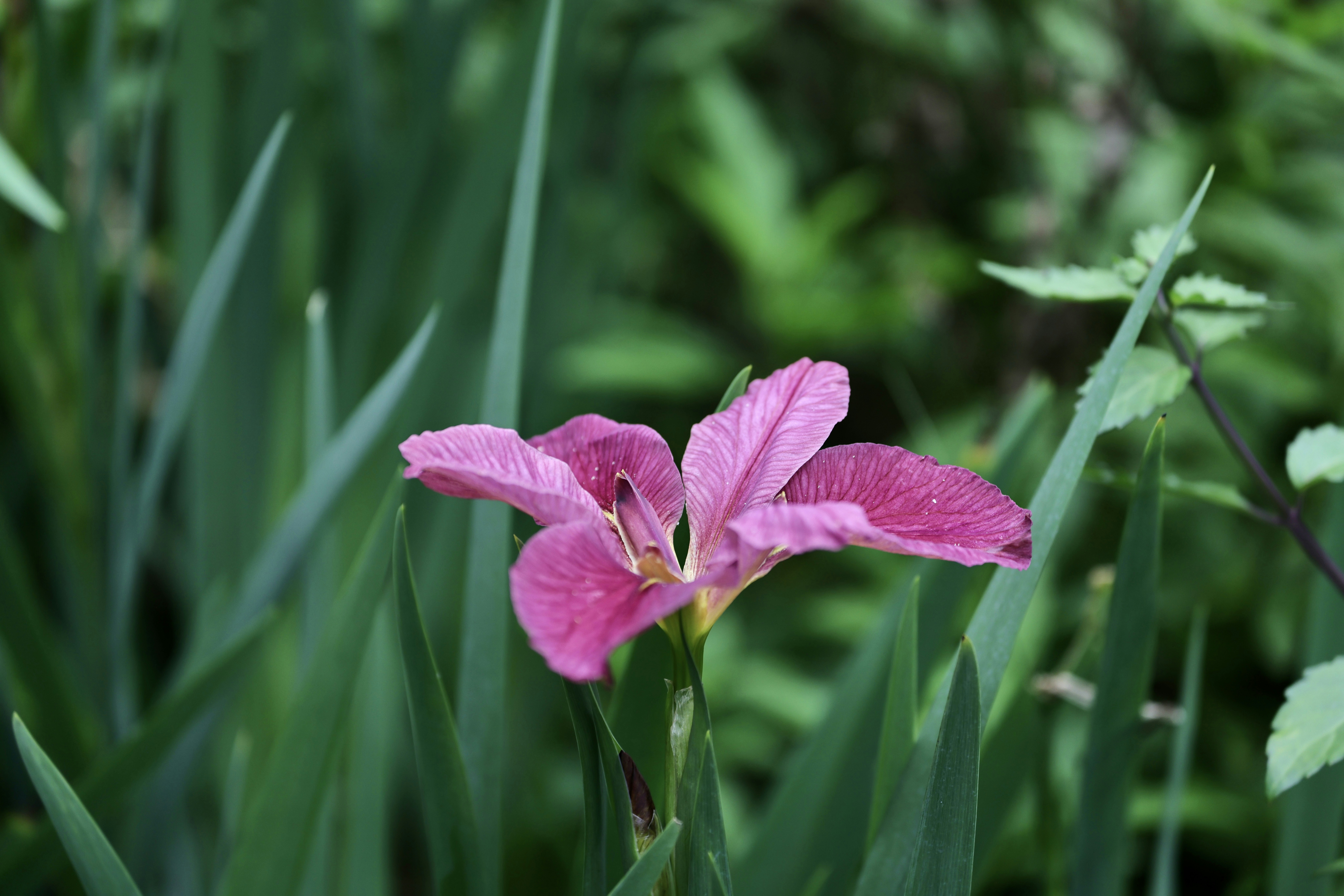 Vibrant pink iris flower emerging from lush green foliage, showcasing delicate petals and intricate details.