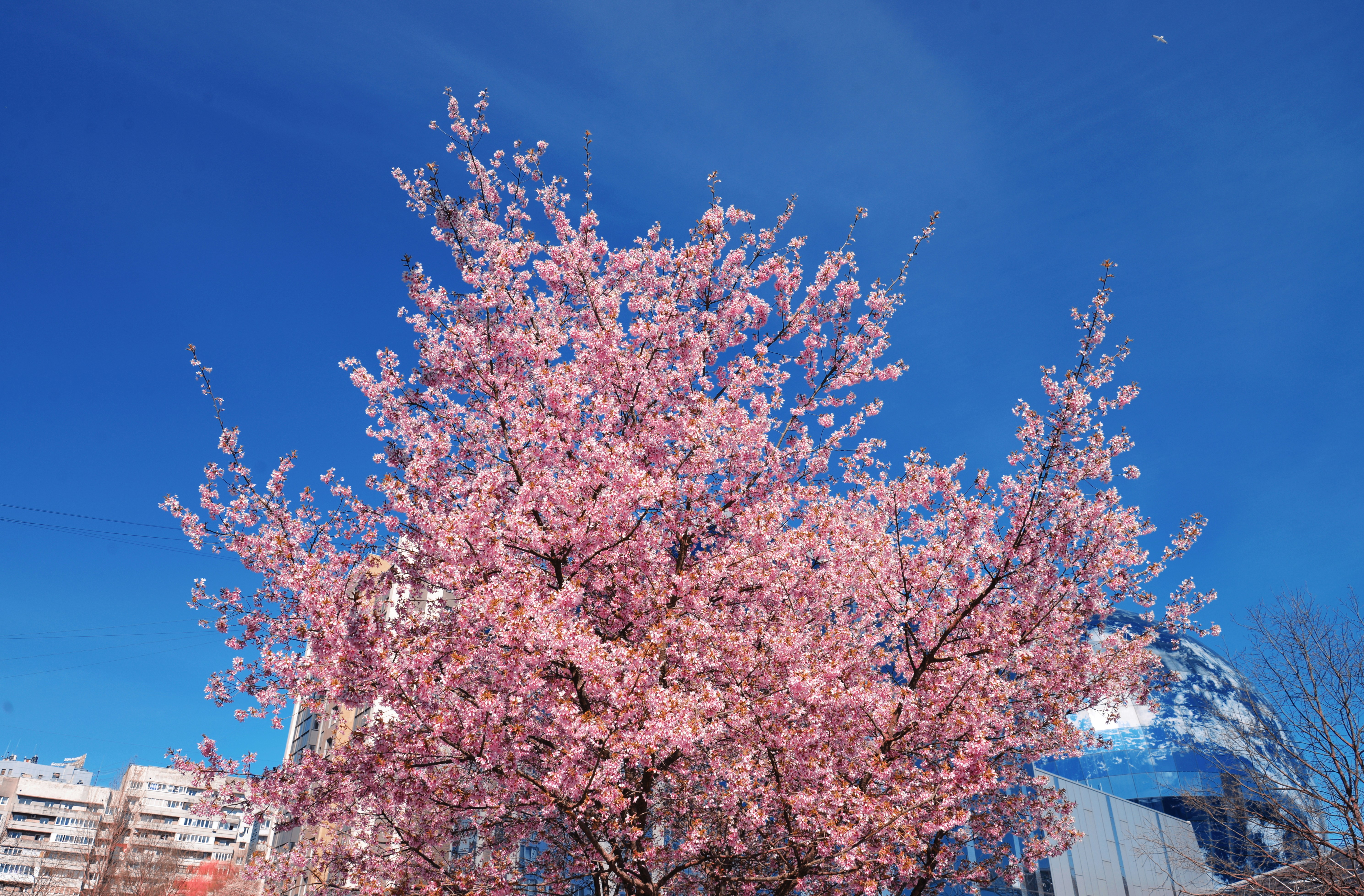 Cherry Blossom Crown Over an Urban Glass Dome