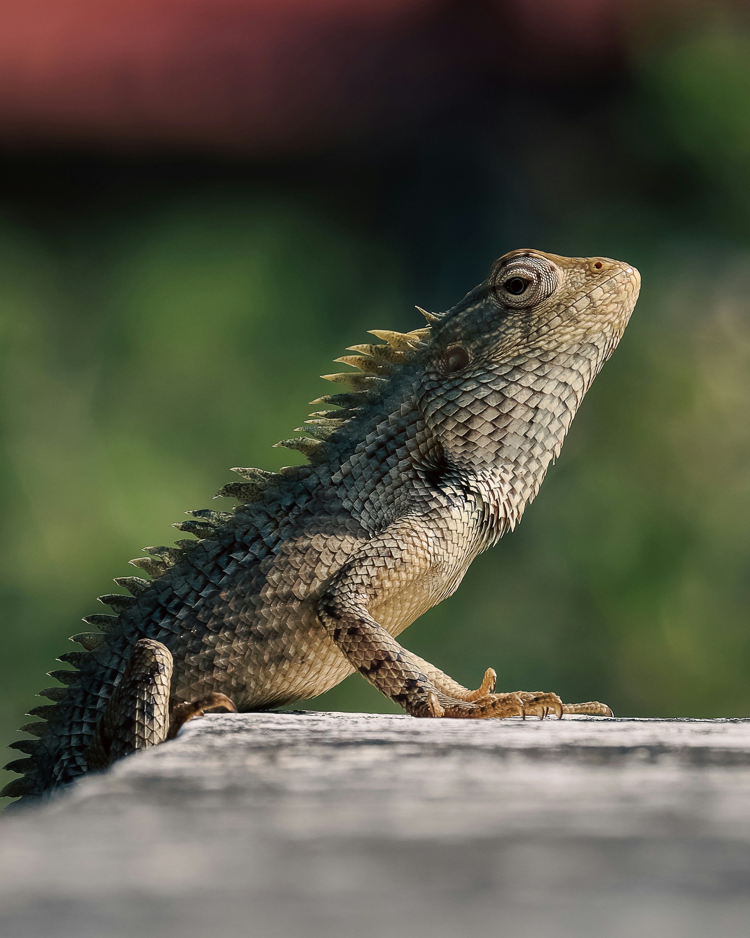 Lizard perched on a wooden ledge, basking in the sunlight with a blurred green background. The intricate details of its scales are prominently displayed.
