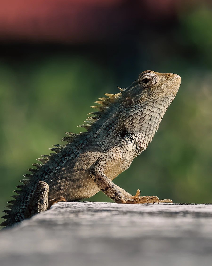 A spiny lizard perches on a stone ledge in profile, with its head raised against a soft green and dark blurred background.
