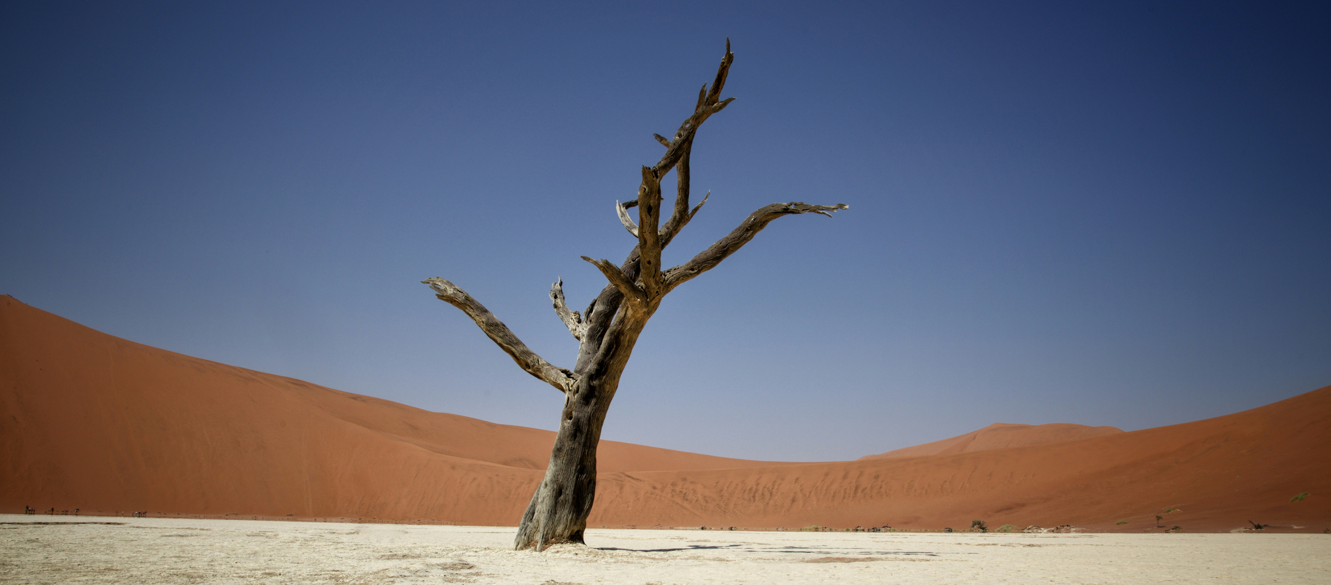 Un arbre dans le désert photo – Image gratuite de Namibie sur Unsplash