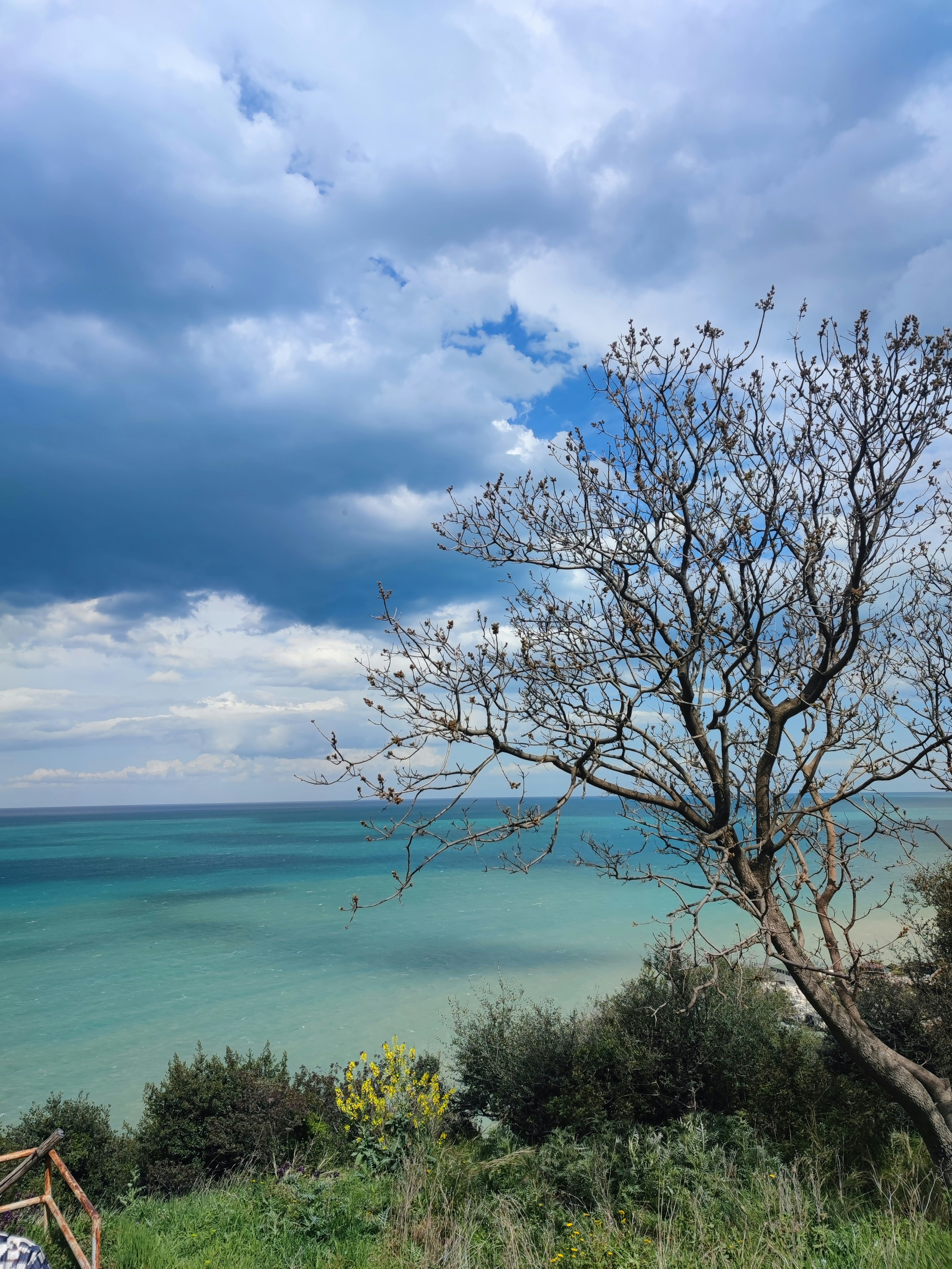 Bare-branched tree frames a turquoise sea under a dramatic, cloud-heavy sky. The scene emphasizes natural textures and color contrast between the tree, foliage, and water.