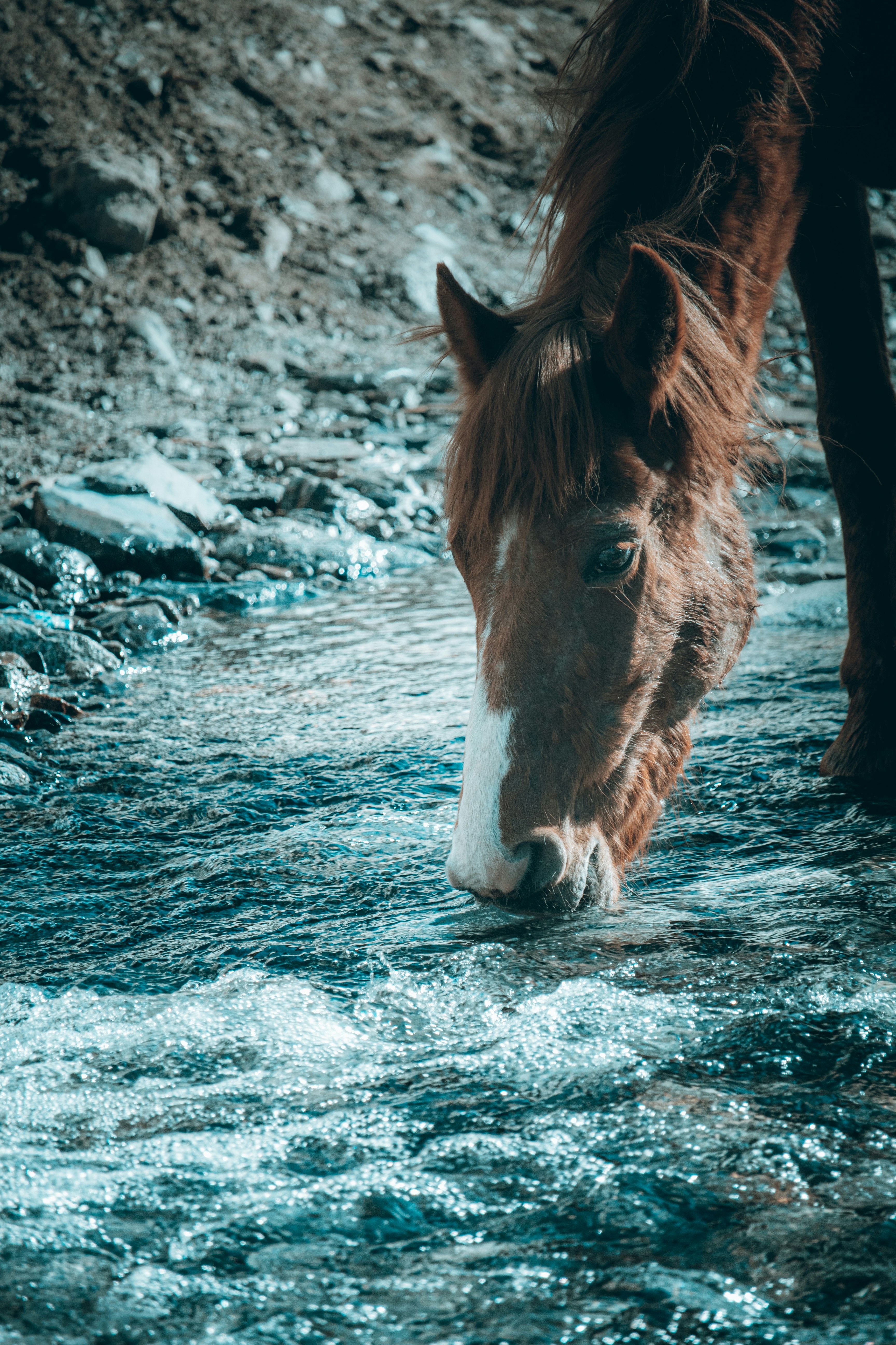 a horse drinking water