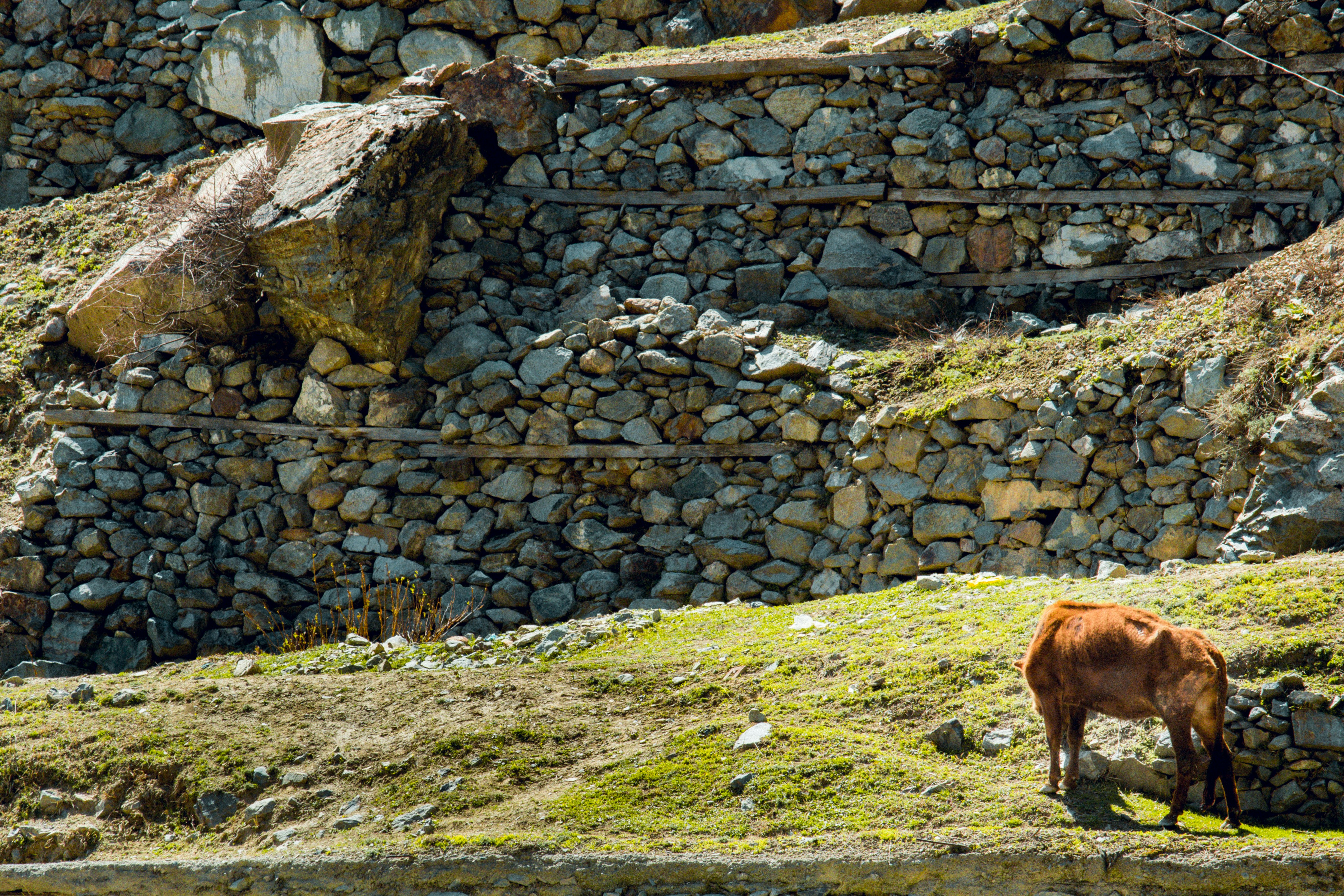 Rusty Terraced Stones and a Lone Cow