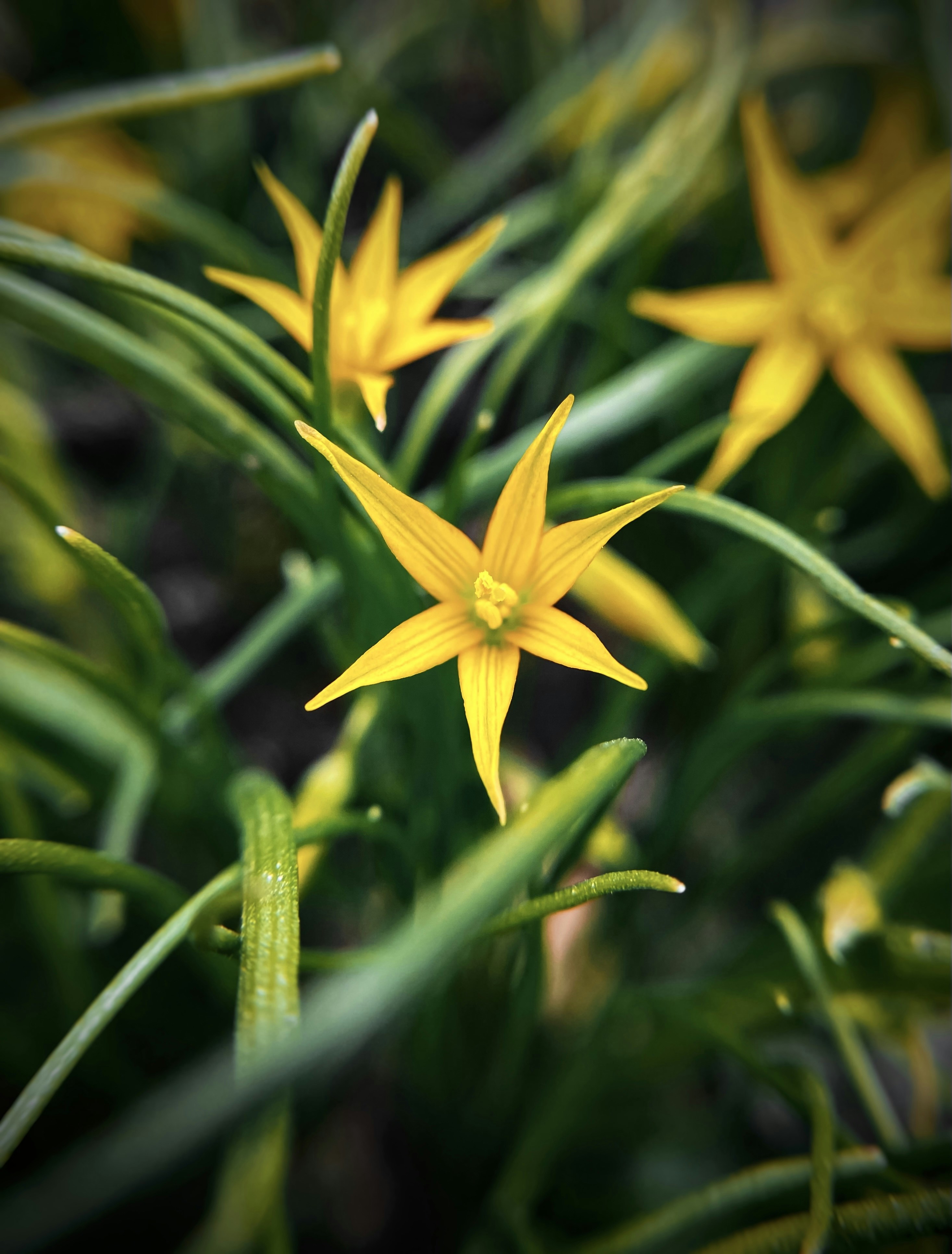 Macro Portrait of Sunlit Daylilies Amid Green Strands