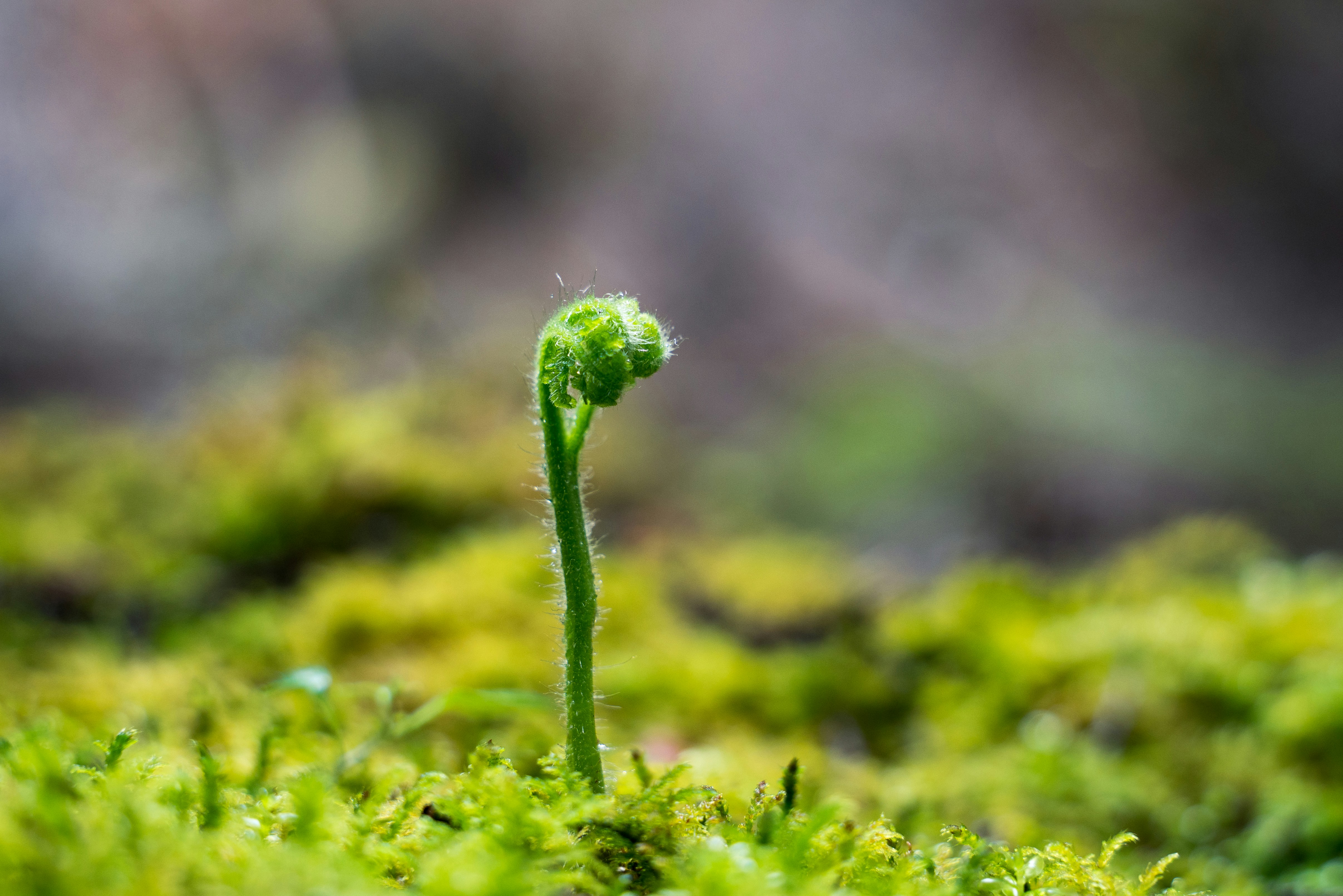 Emergence in the Moss: A Delicate Sprout Rises