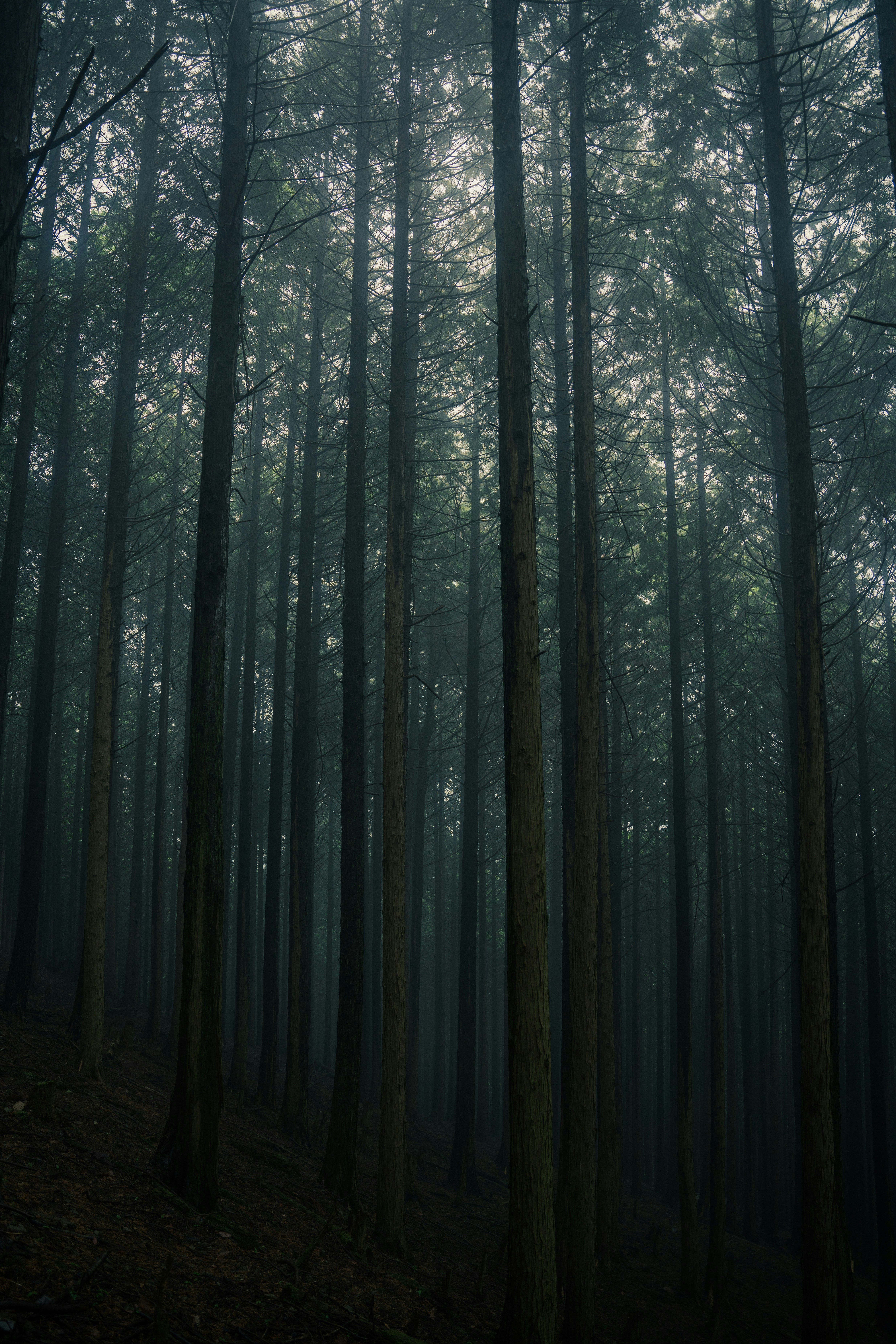a forest of tall trees