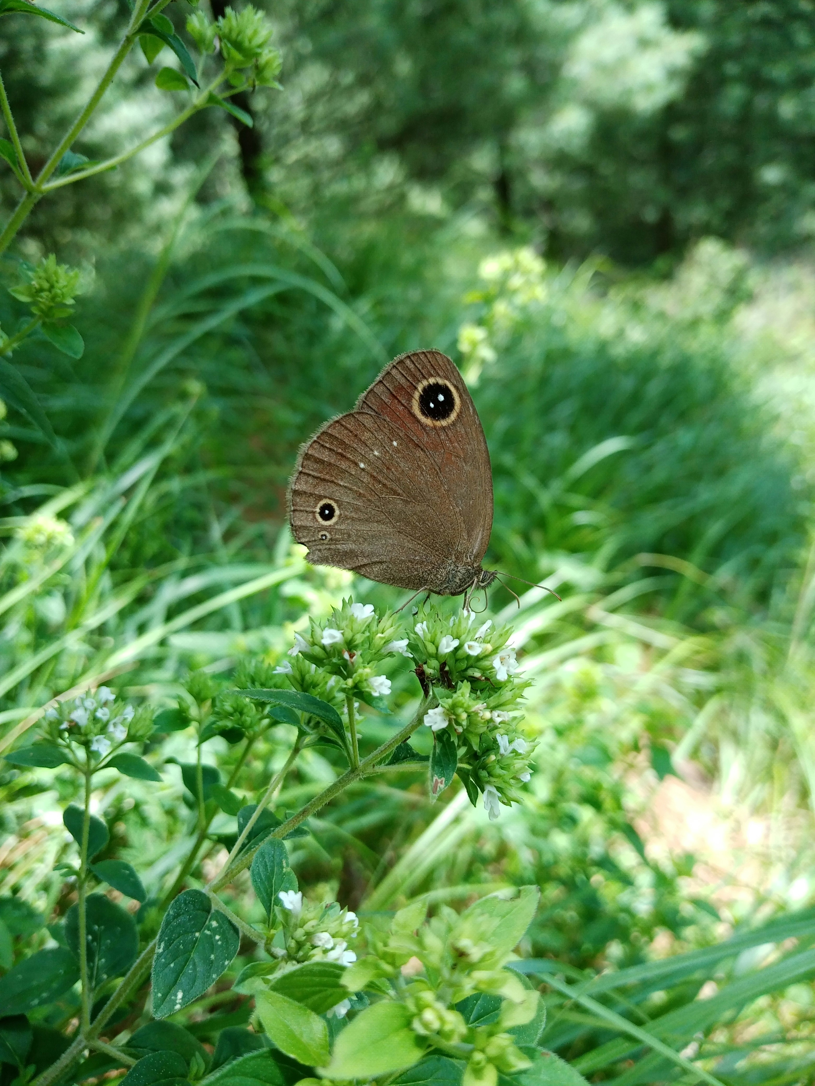 a butterfly at flower. What a beautiful scene. grass background.
