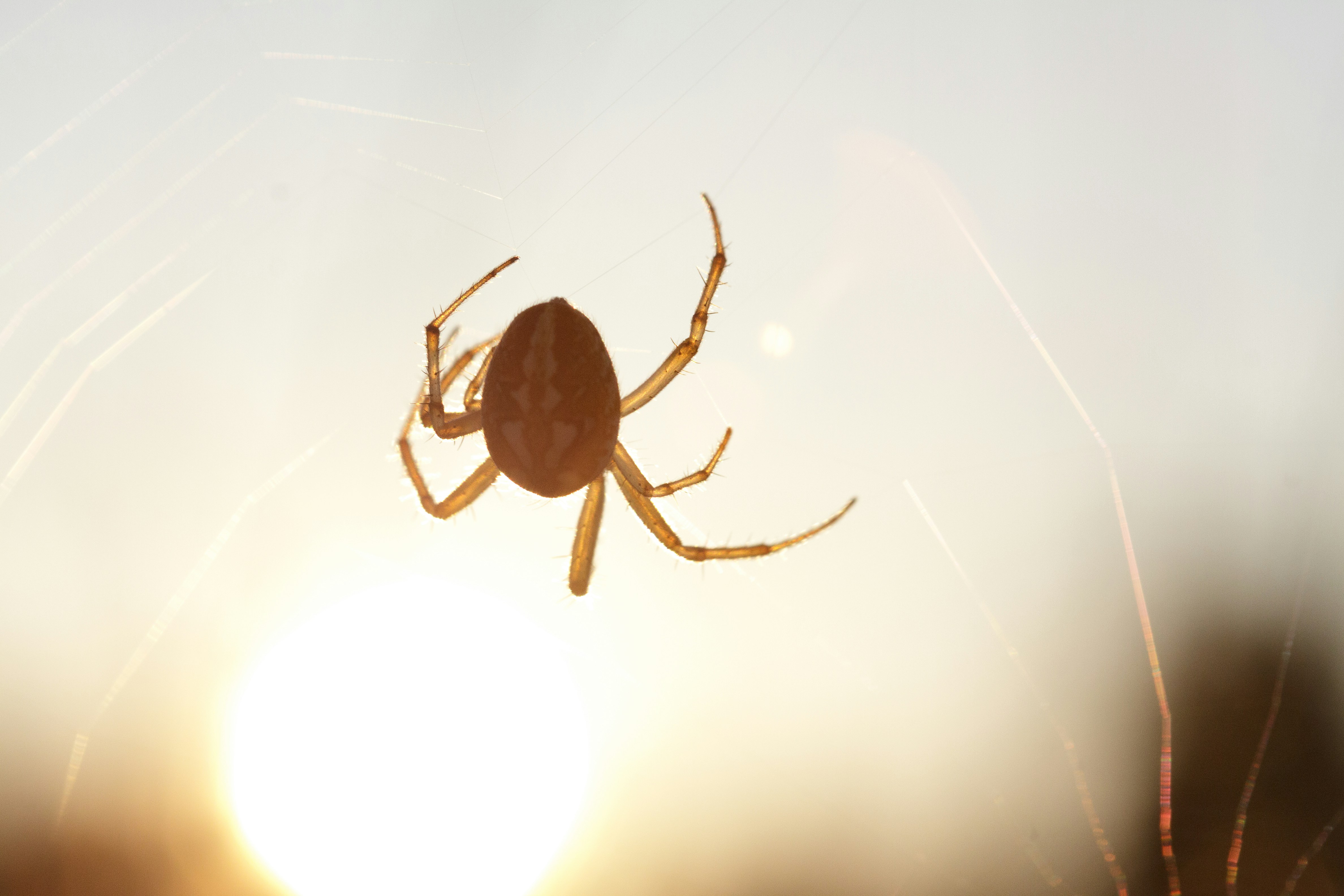 a spider on a web